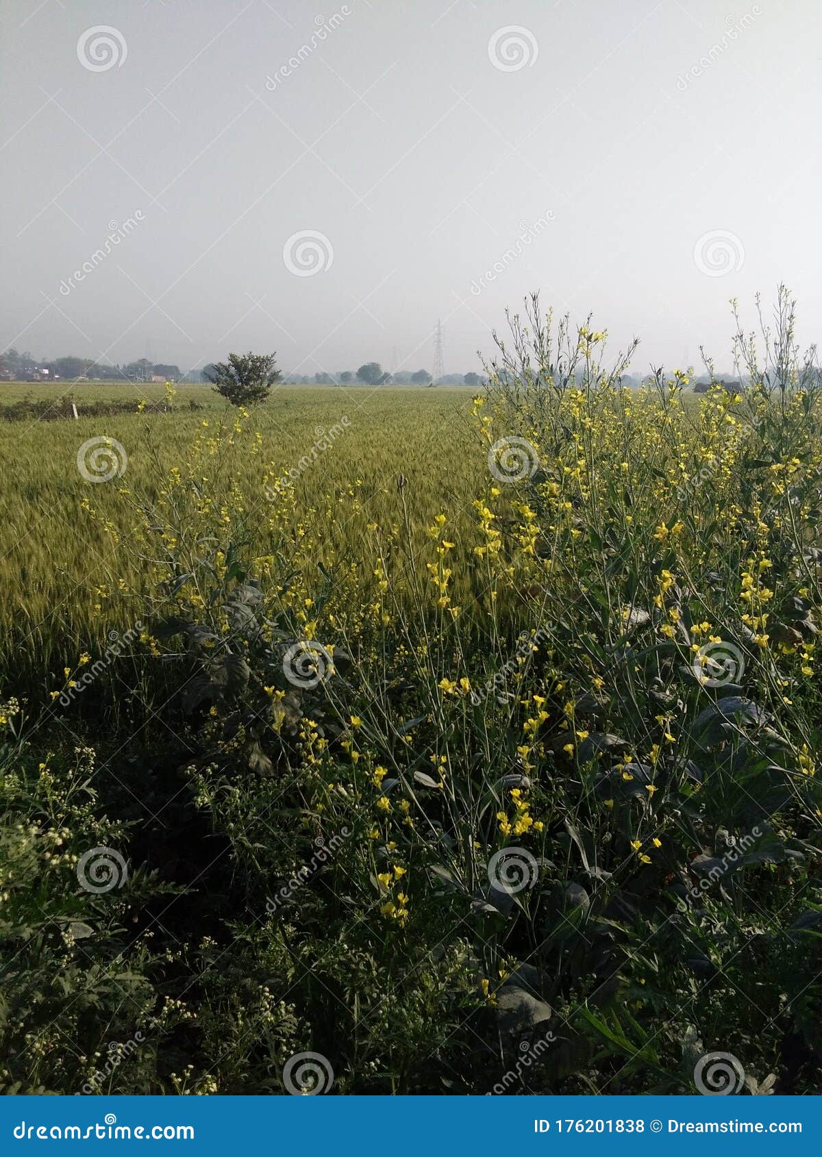 Indian Best Crop and Tree Hf Jhu Hgj Stock Photo - Image of indian ...