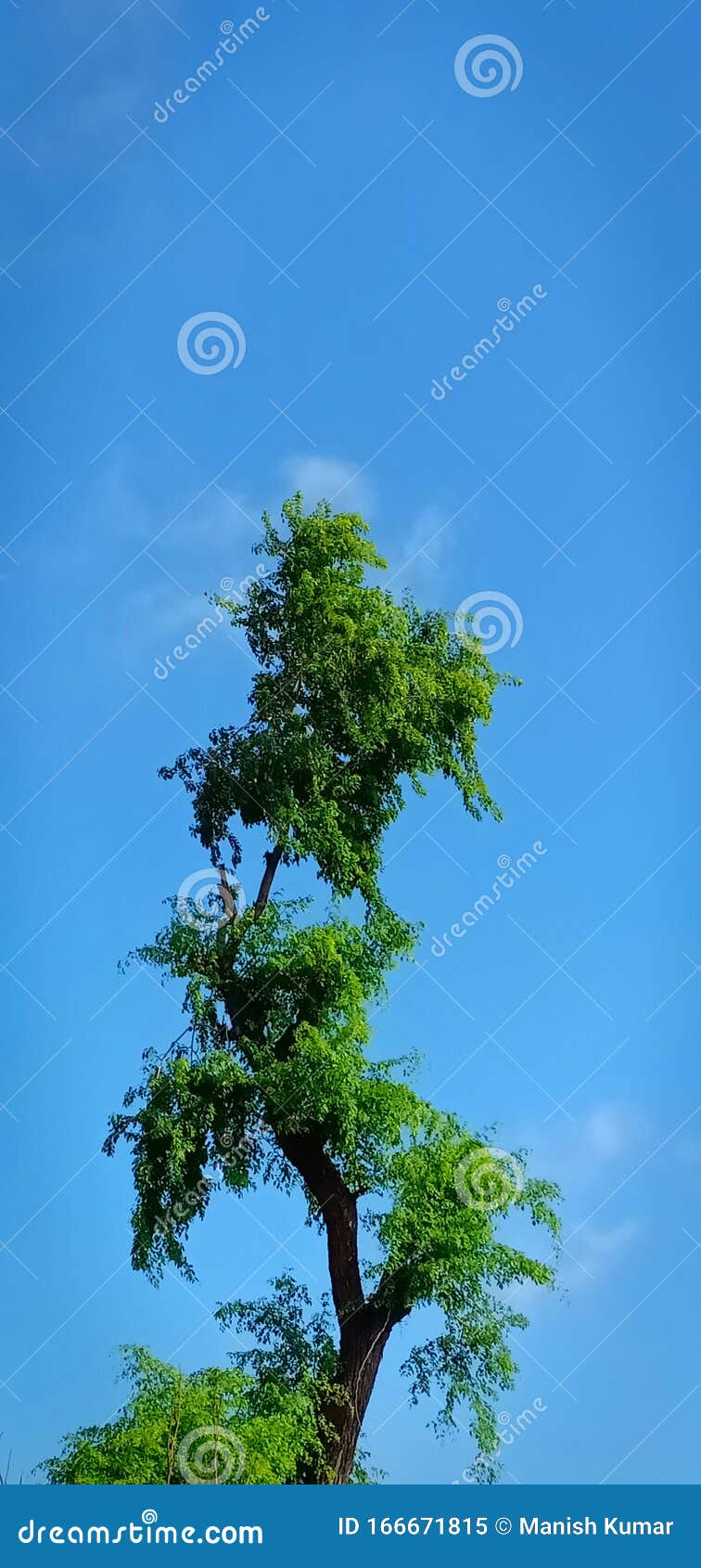 Indian best tree sin for stock image. Image of month - 166671815