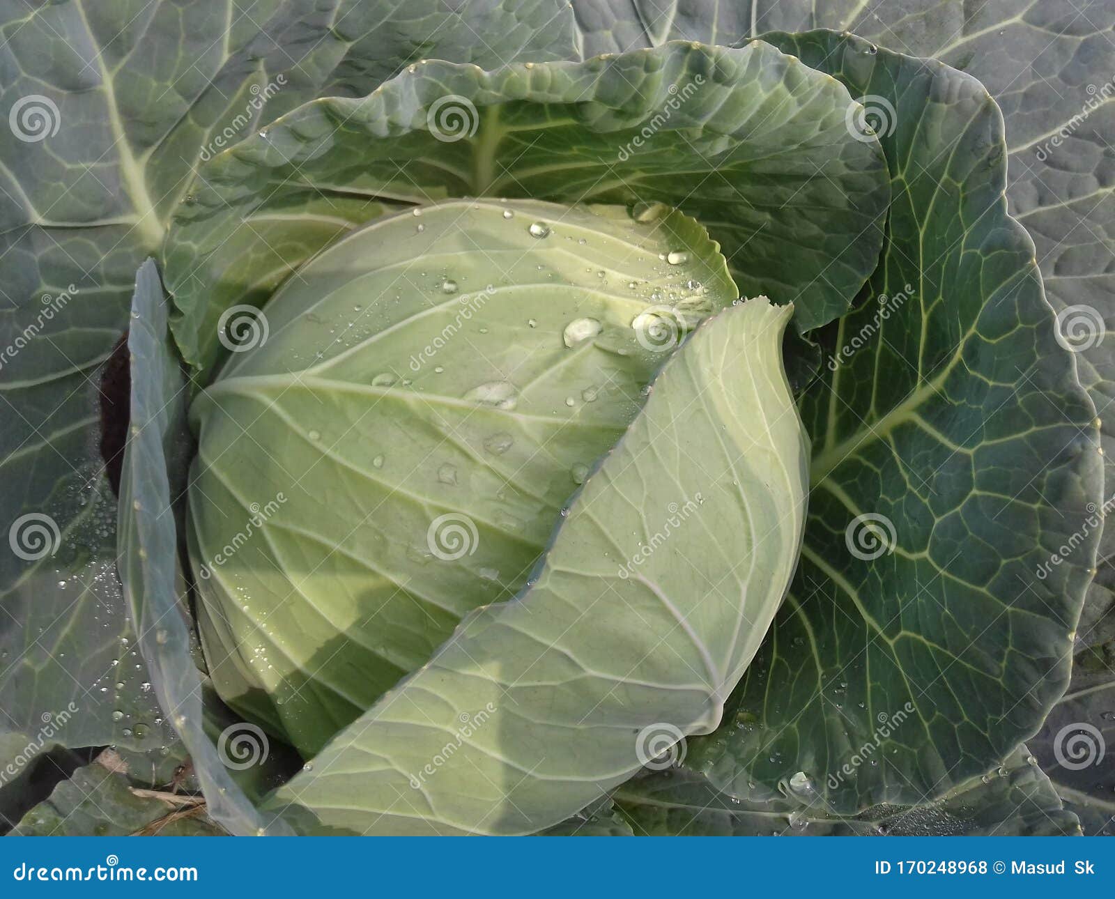 Indian big cabbage stock photo. Image of rabi, agriculture - 170248968