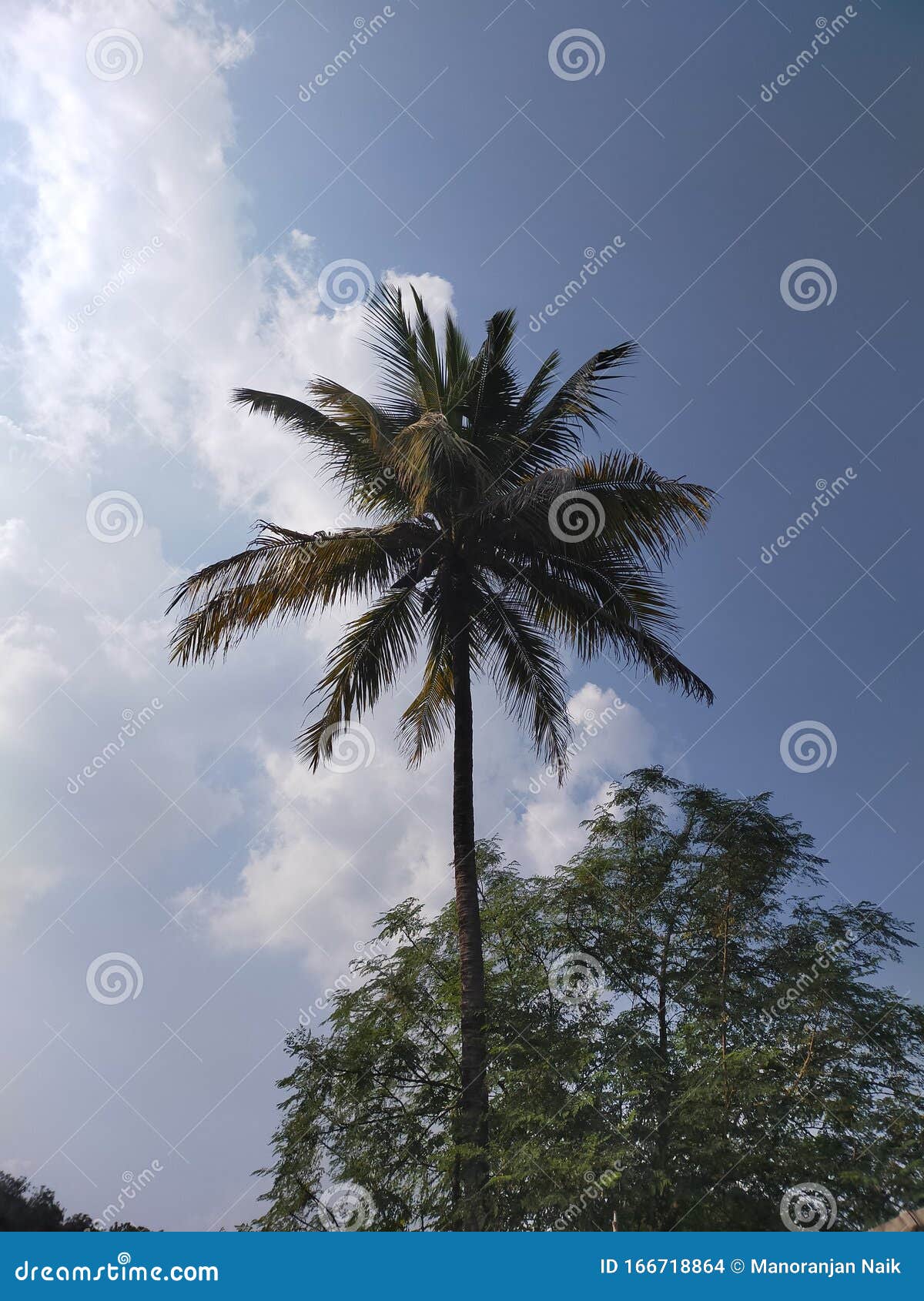 Indian Big Coconut Tree with Sky Stock Photo - Image of small, tree ...