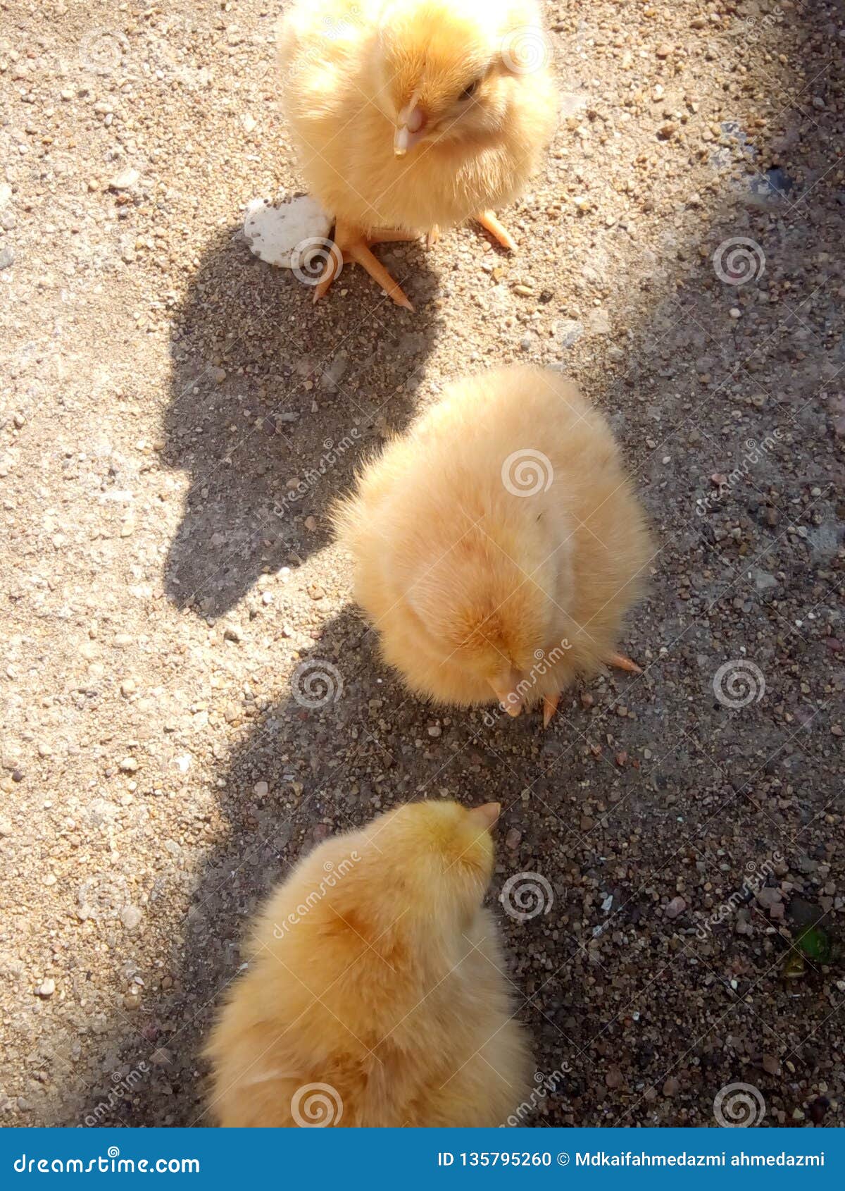 Indian Bioler Photos - Free & Royalty-Free Stock Photos from Dreamstime