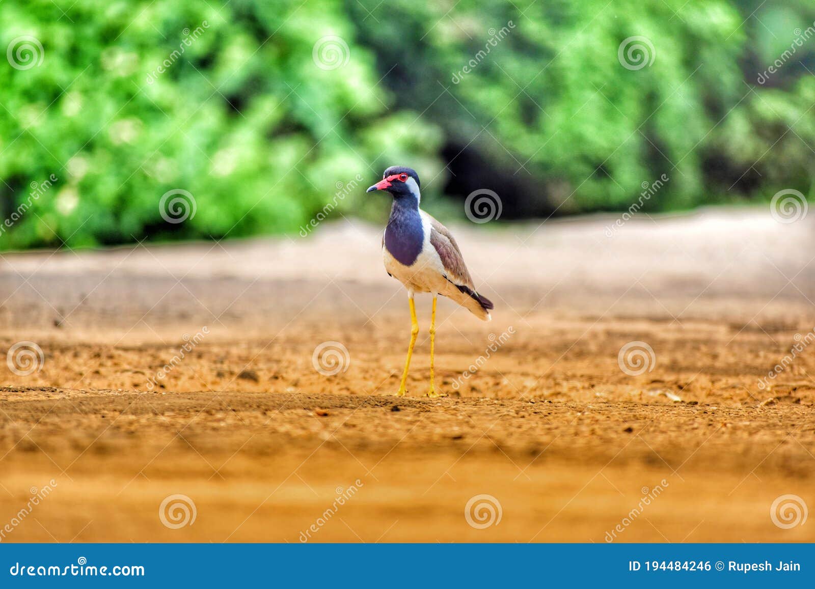 Indian Bird Royalty-Free Stock Photo | CartoonDealer.com #59495277