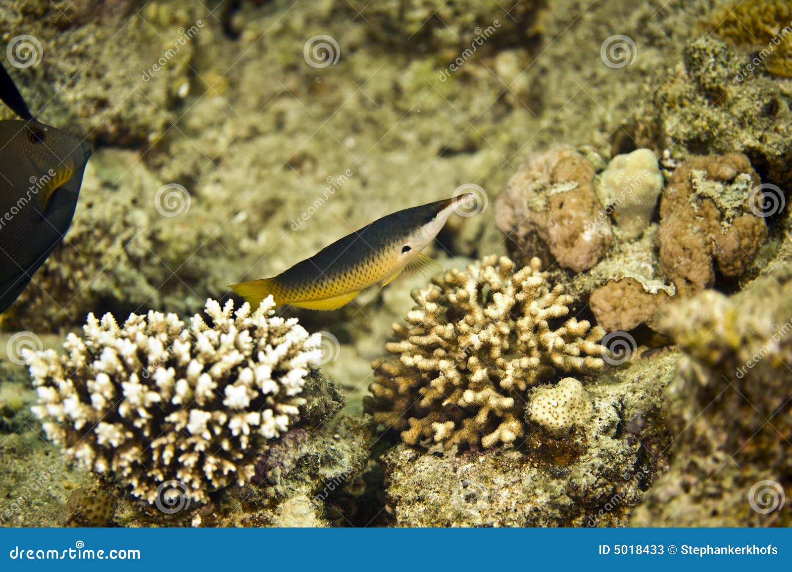 Indian Bird Wrasse (gomphosus Caeruleus) Stock Image - Image of marine ...