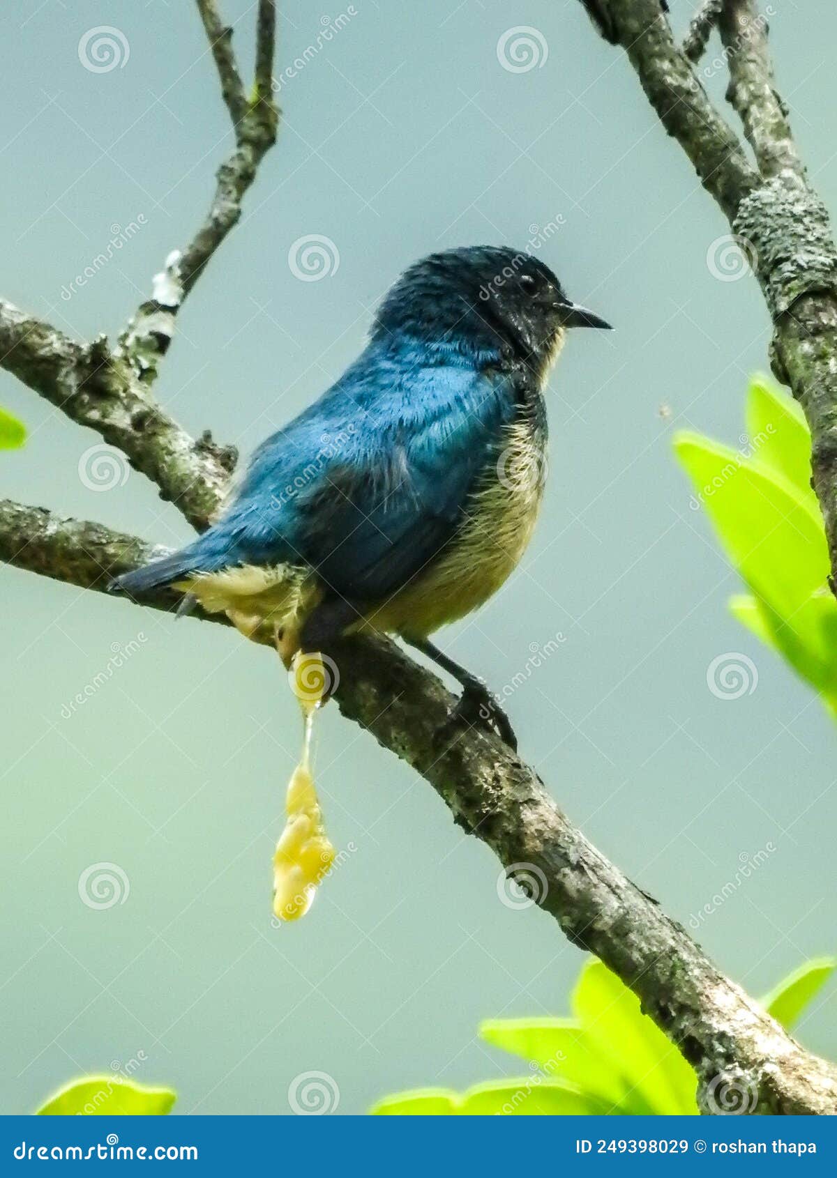 Indian Birds = Fire Breasted Flowerpekur Stock Image - Image of ...