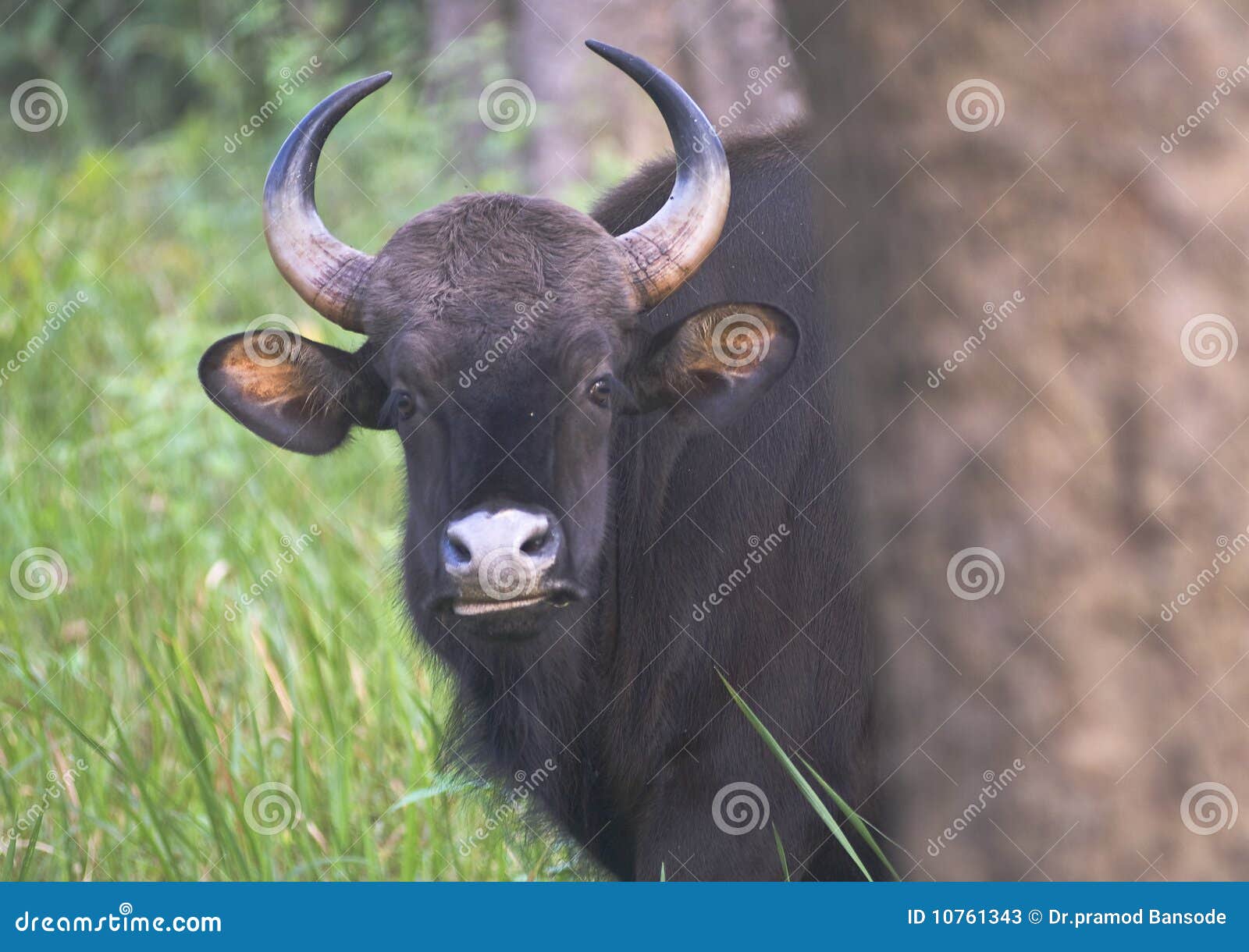 Indian bison stock image. Image of kerala, horns, wild - 10761343