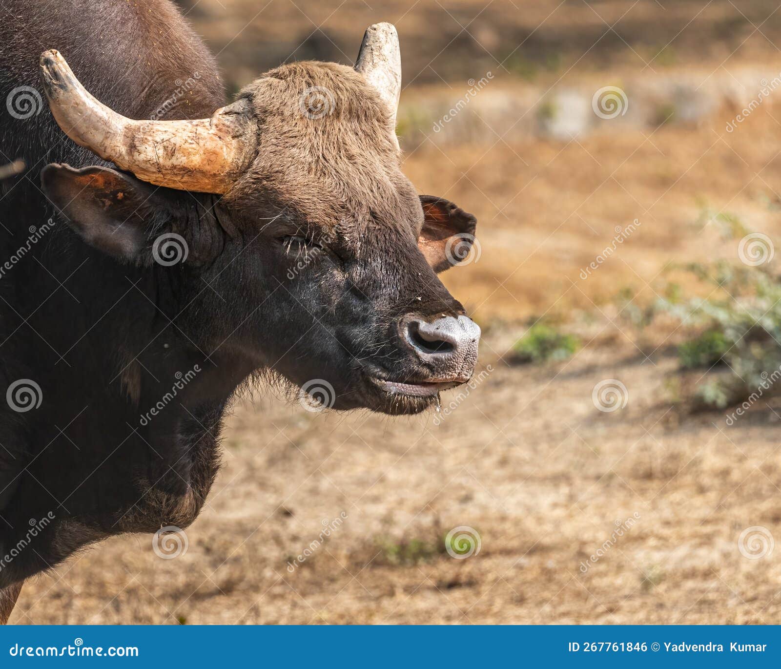 An Indian Bison is Chewing Its Food Stock Photo - Image of native ...
