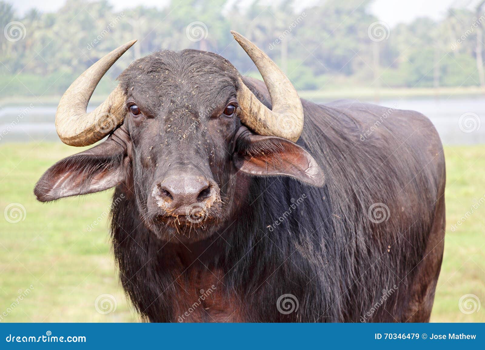 Indian Bison stock image. Image of strong, majestic, nature - 70346479