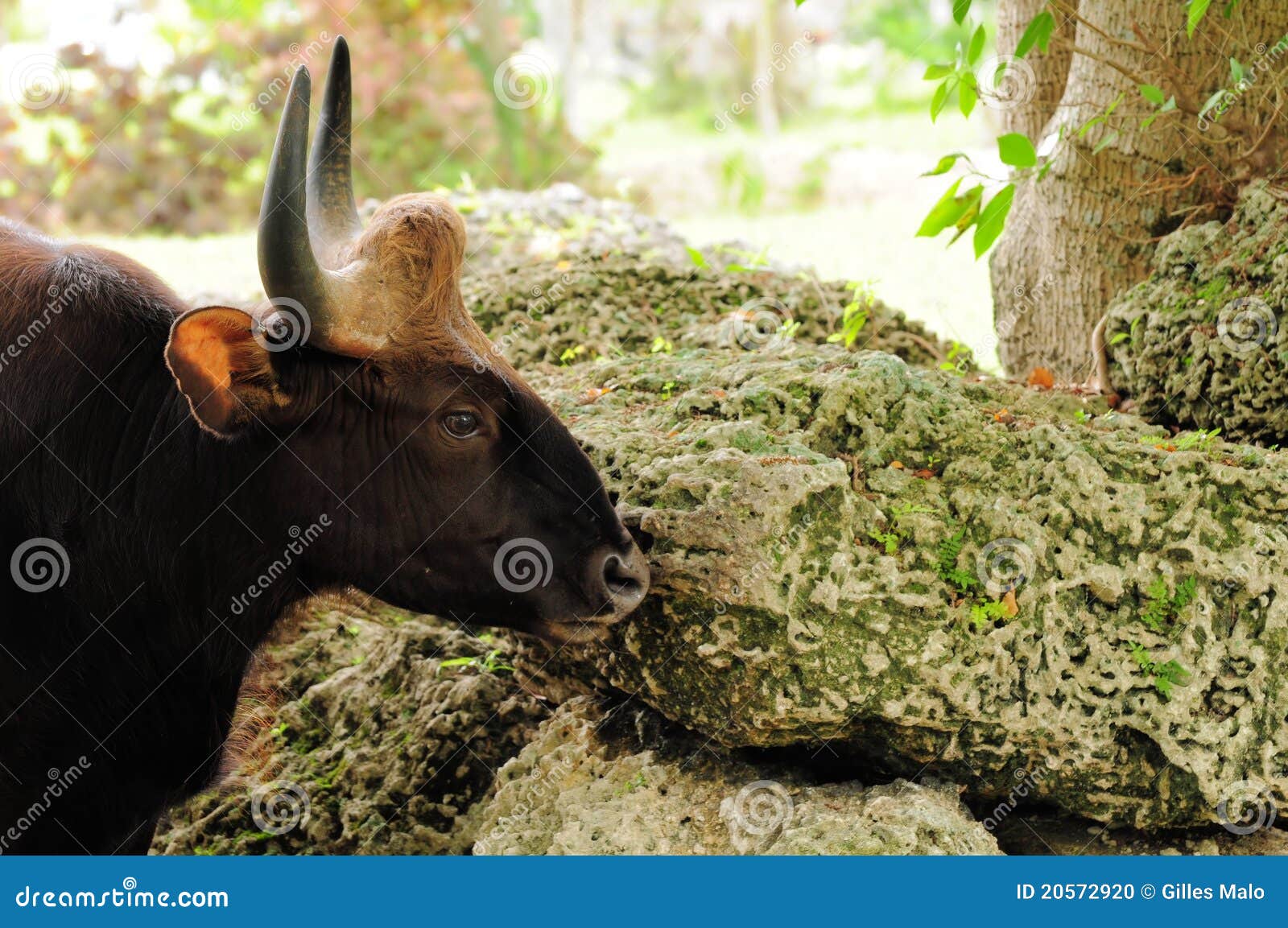 Indian Bison, Gaur stock photo. Image of cattle, head - 20572920
