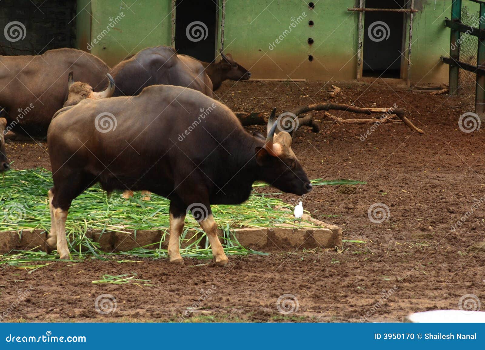 Indian bison or gaur stock photo. Image of view, bison - 3950170