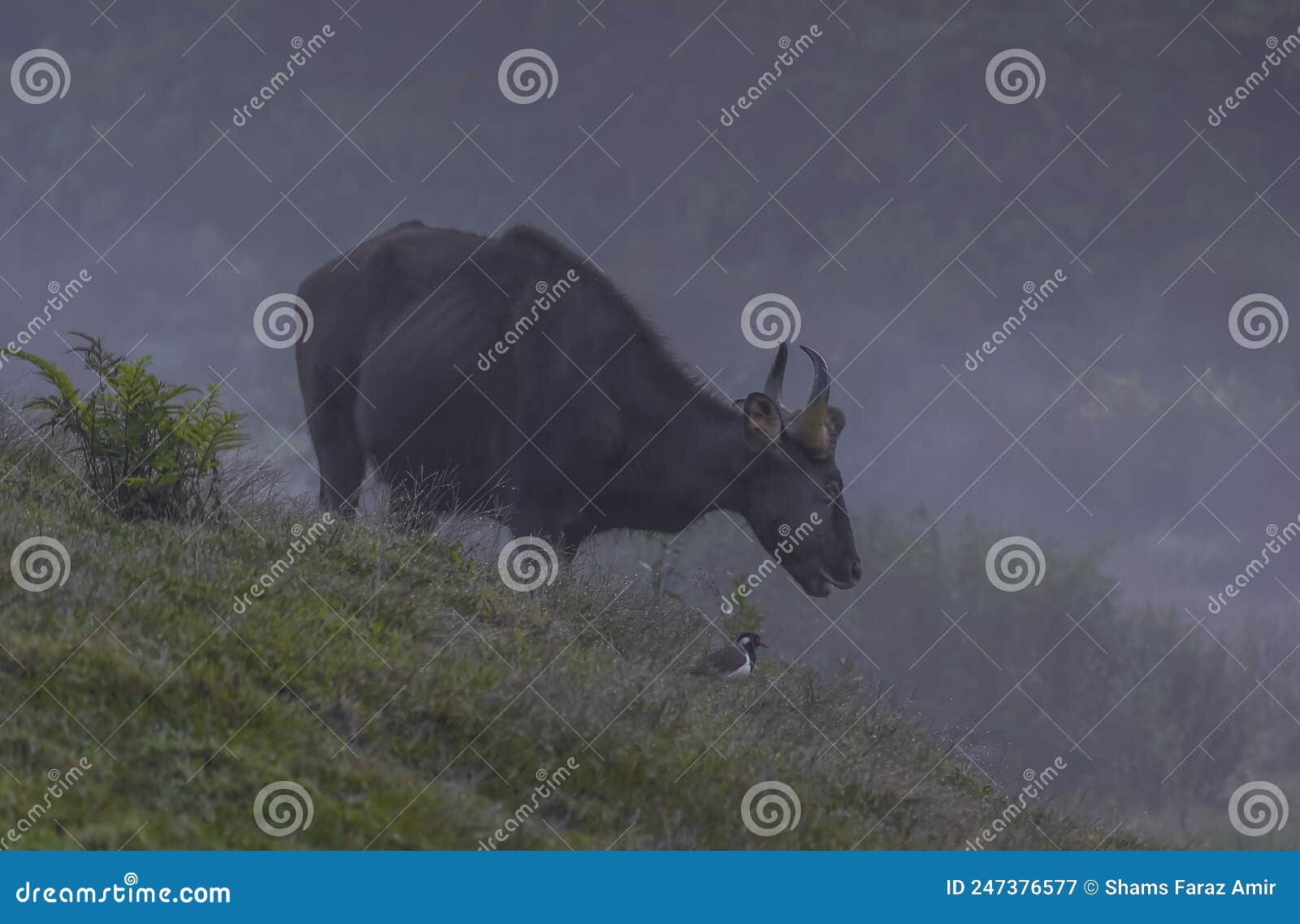 Indian Bison or Indian Gaur in a Forest in Kerala Stock Image - Image ...