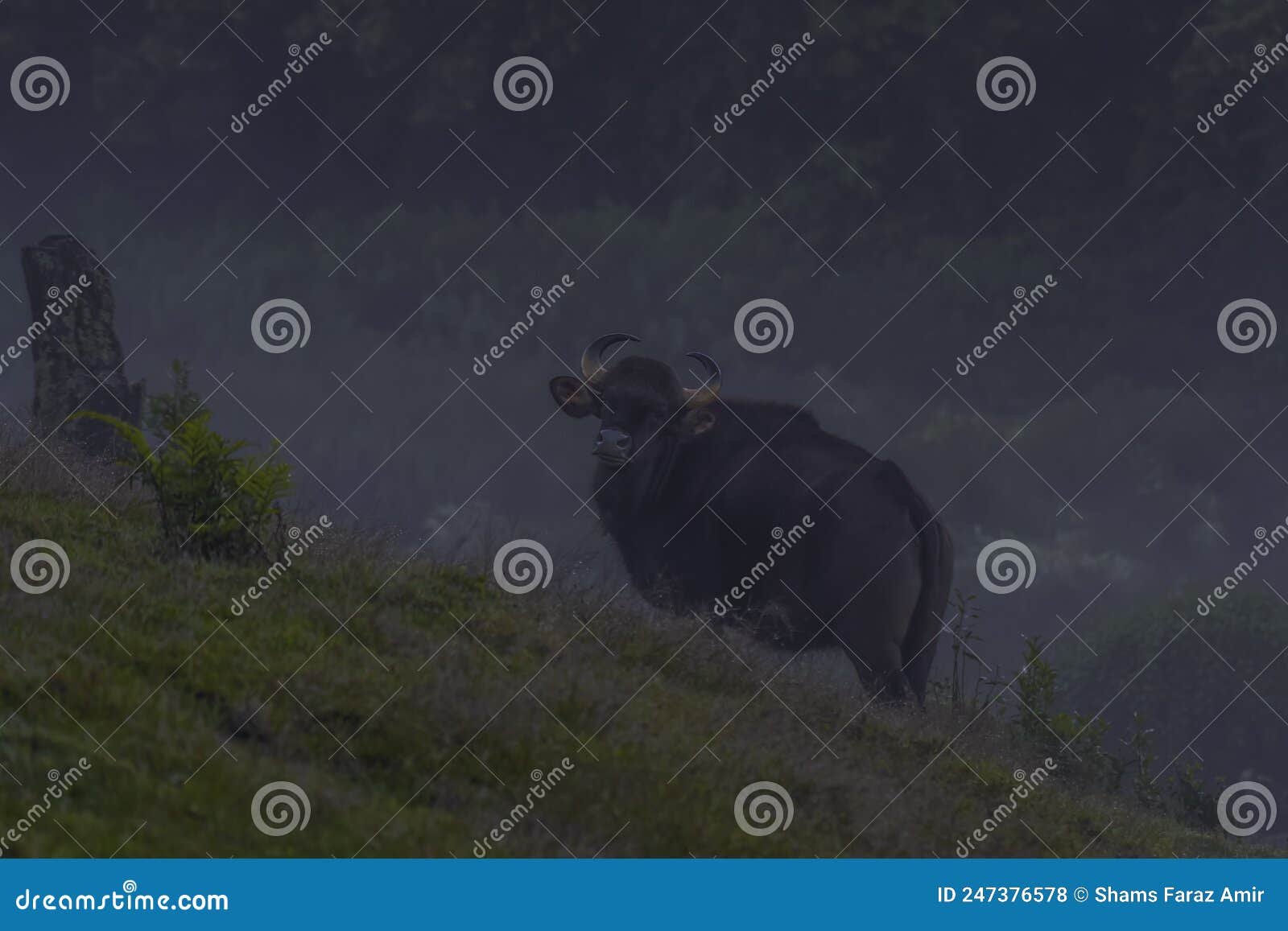 Indian Bison or Indian Gaur in a Forest in Kerala Stock Photo - Image ...