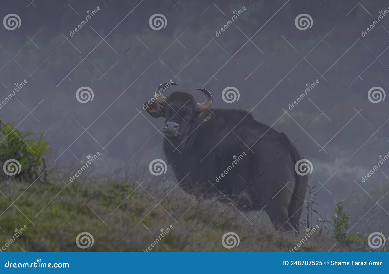 Indian Bison or Indian Gaur in a Forest in Kerala Stock Image - Image ...