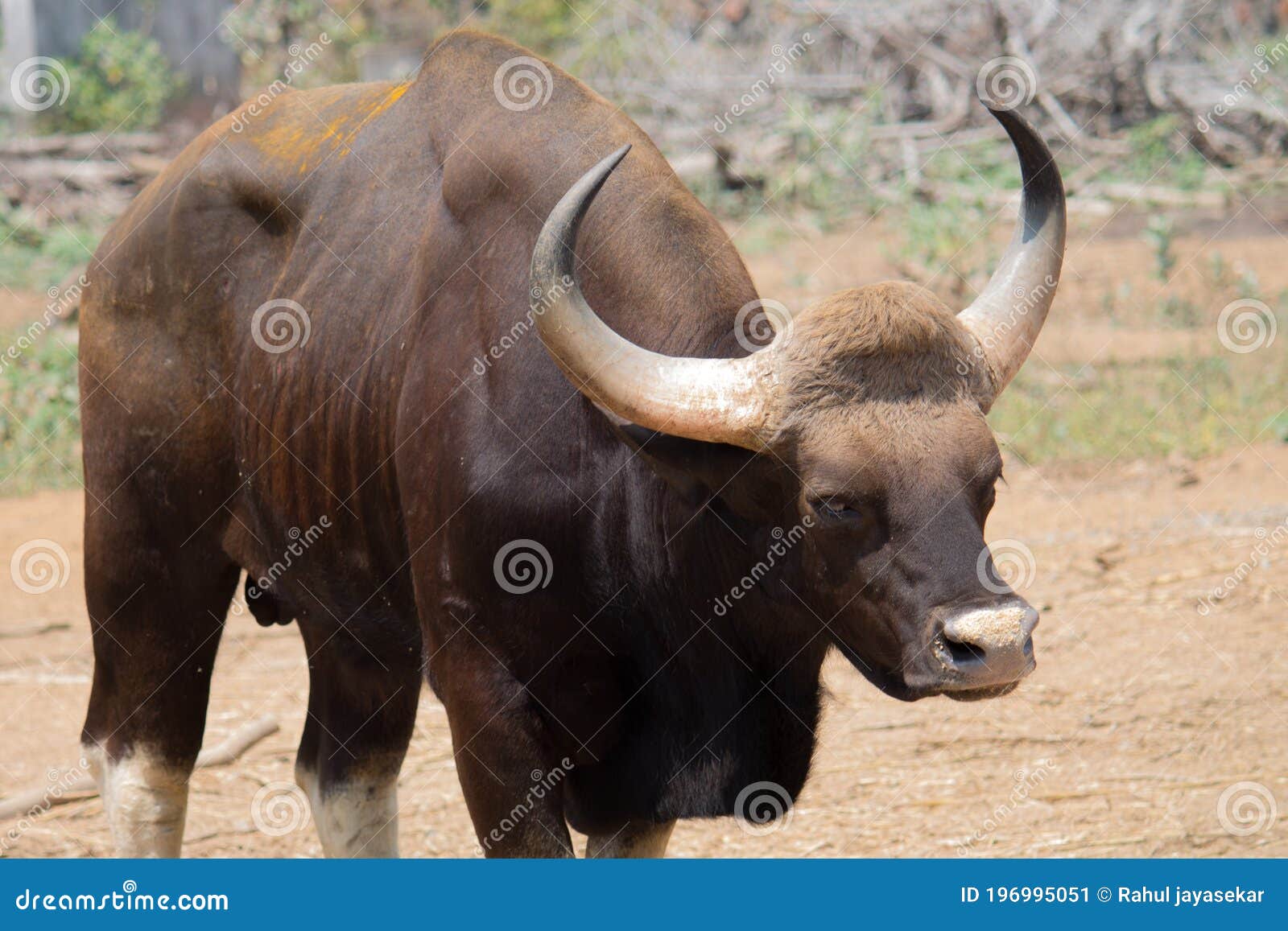 Indian Bison Gaur in the National Park Stock Image - Image of ...