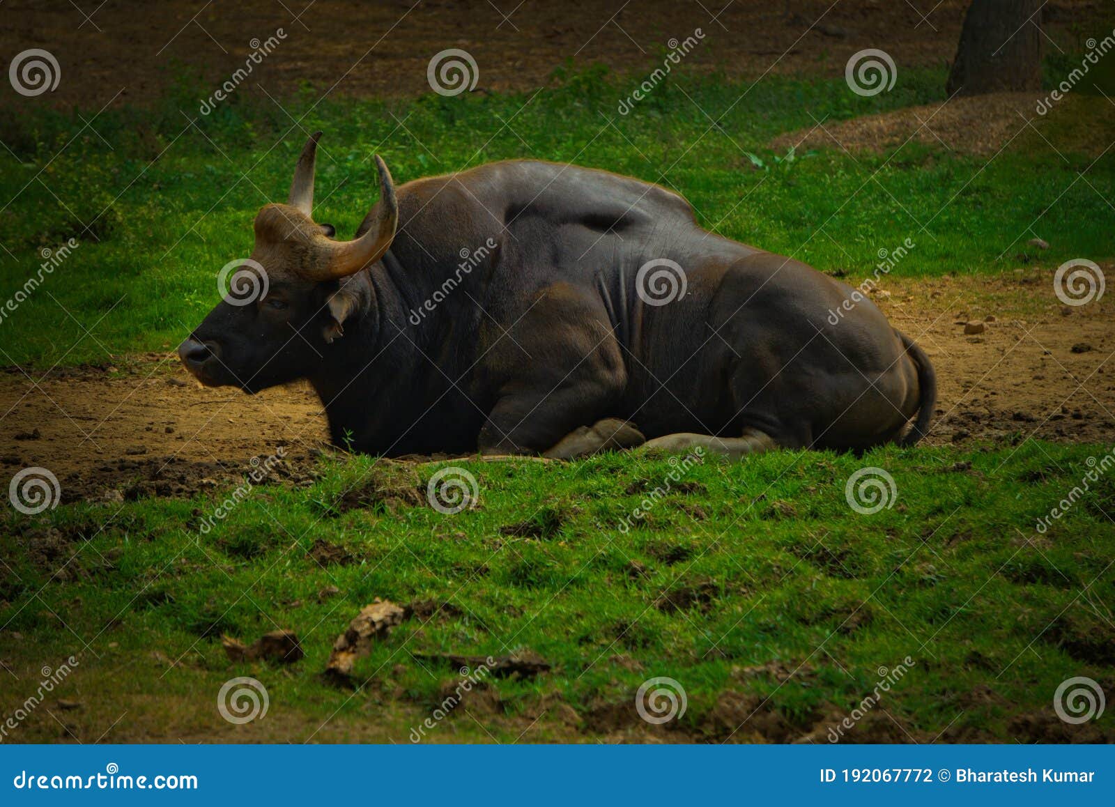 Indian Bison ( Gaur ) Sitting Alone Stock Photo - Image of mammal ...