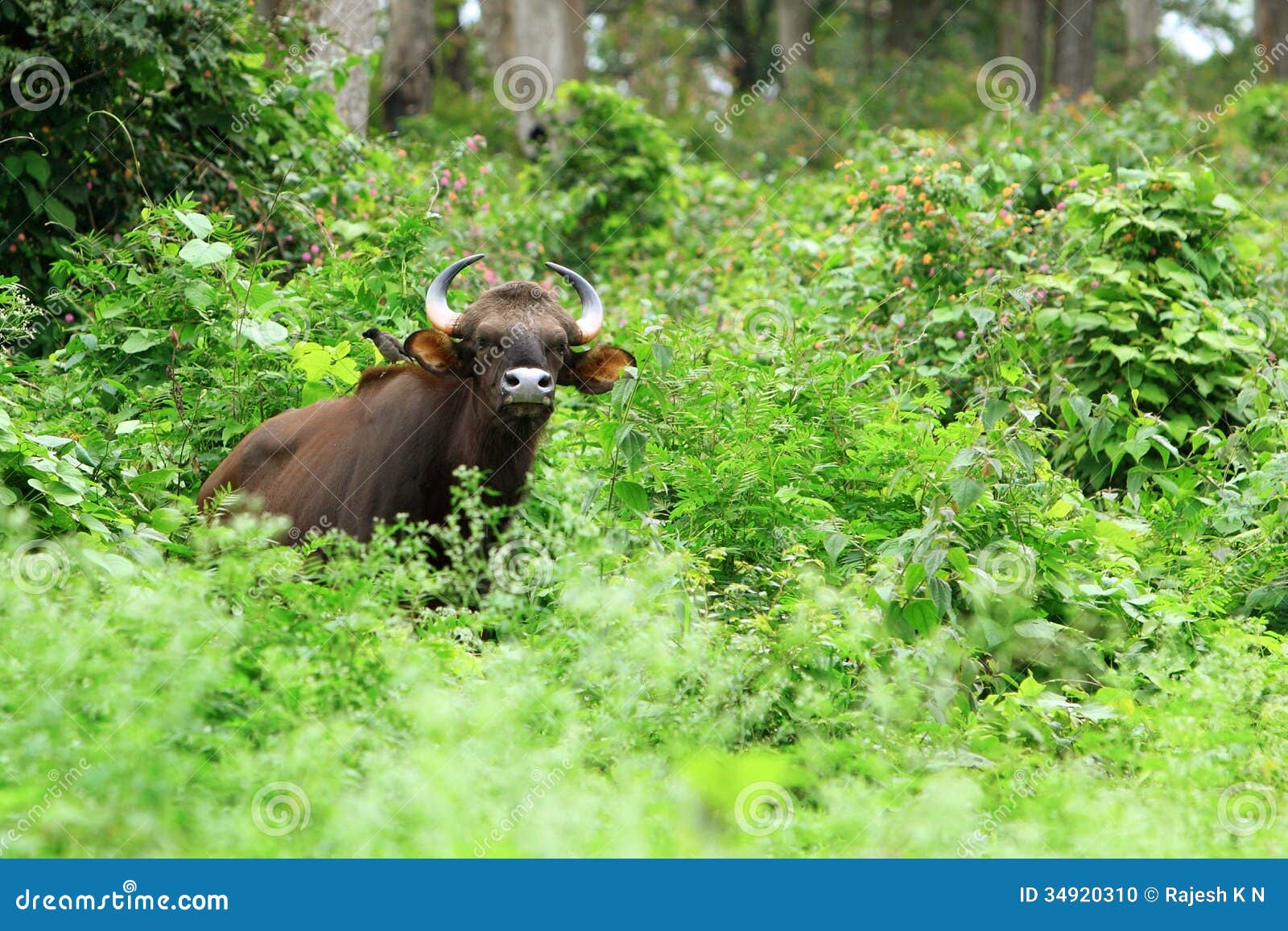 Indian Bison Or Indian Gaur In A Forest In Kerala Stock Image ...