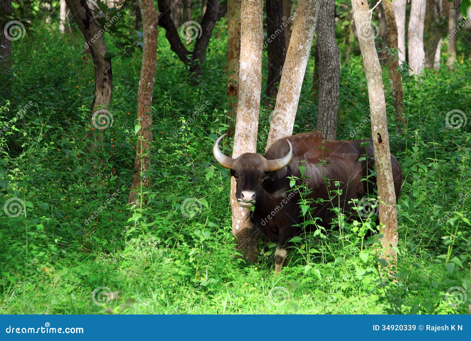 Indian bison or gaur stock image. Image of endangered - 34920339