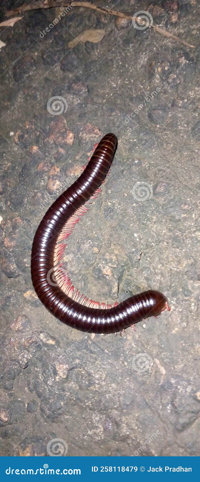Indian Black Beauty Worm ðŸ › Looking Very Dangerous Stock Image ...