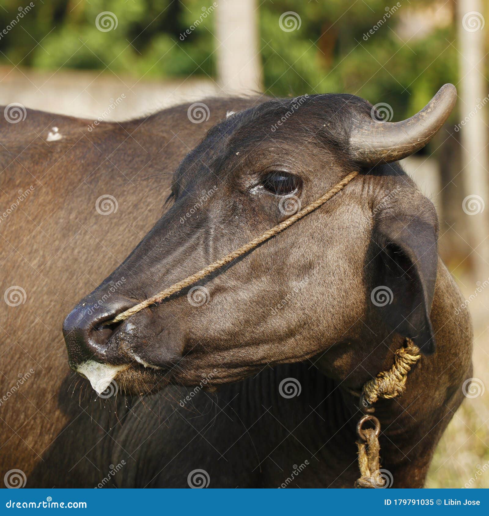 Indian Black Beef with Ear Stud on Grass Field Stock Image - Image of ...