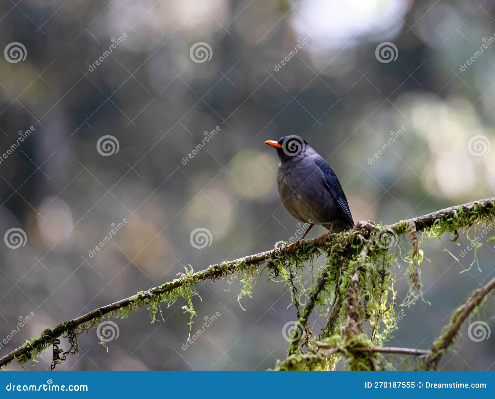 An Indian Black Bird Sitting on a Perch Stock Image - Image of weaver ...