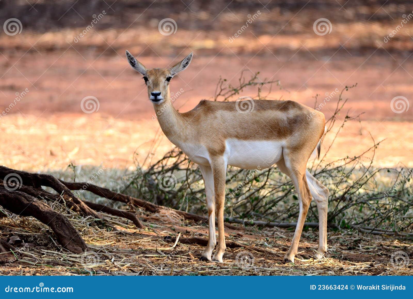 Indian Black Buck Antelope stock photo. Image of endangered - 23663424