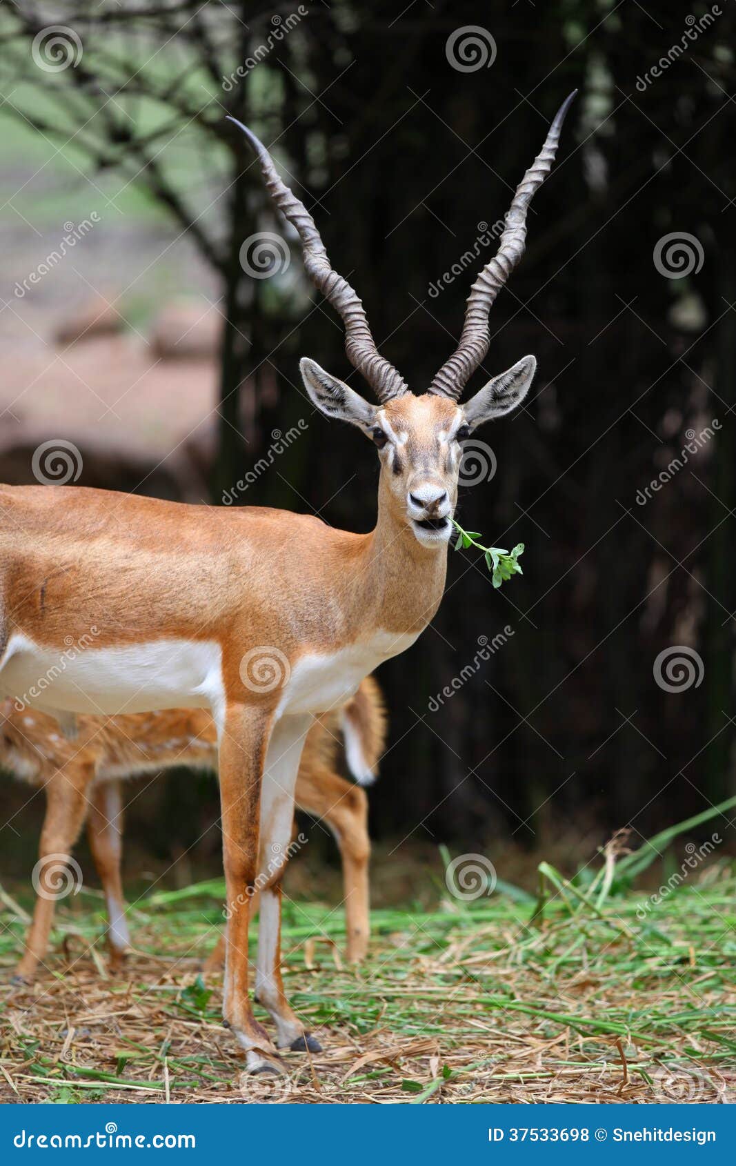 Indian Black buck stock photo. Image of white, safari - 37533698