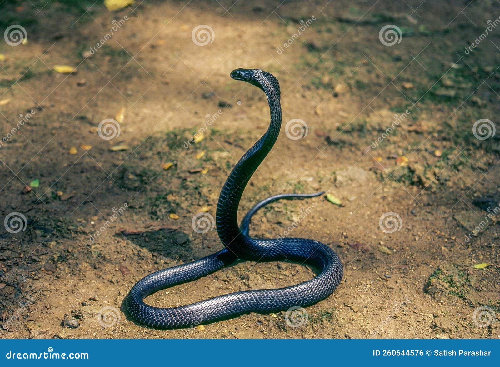 Indian Black Cobra stock photo. Image of reptile, green - 260644576
