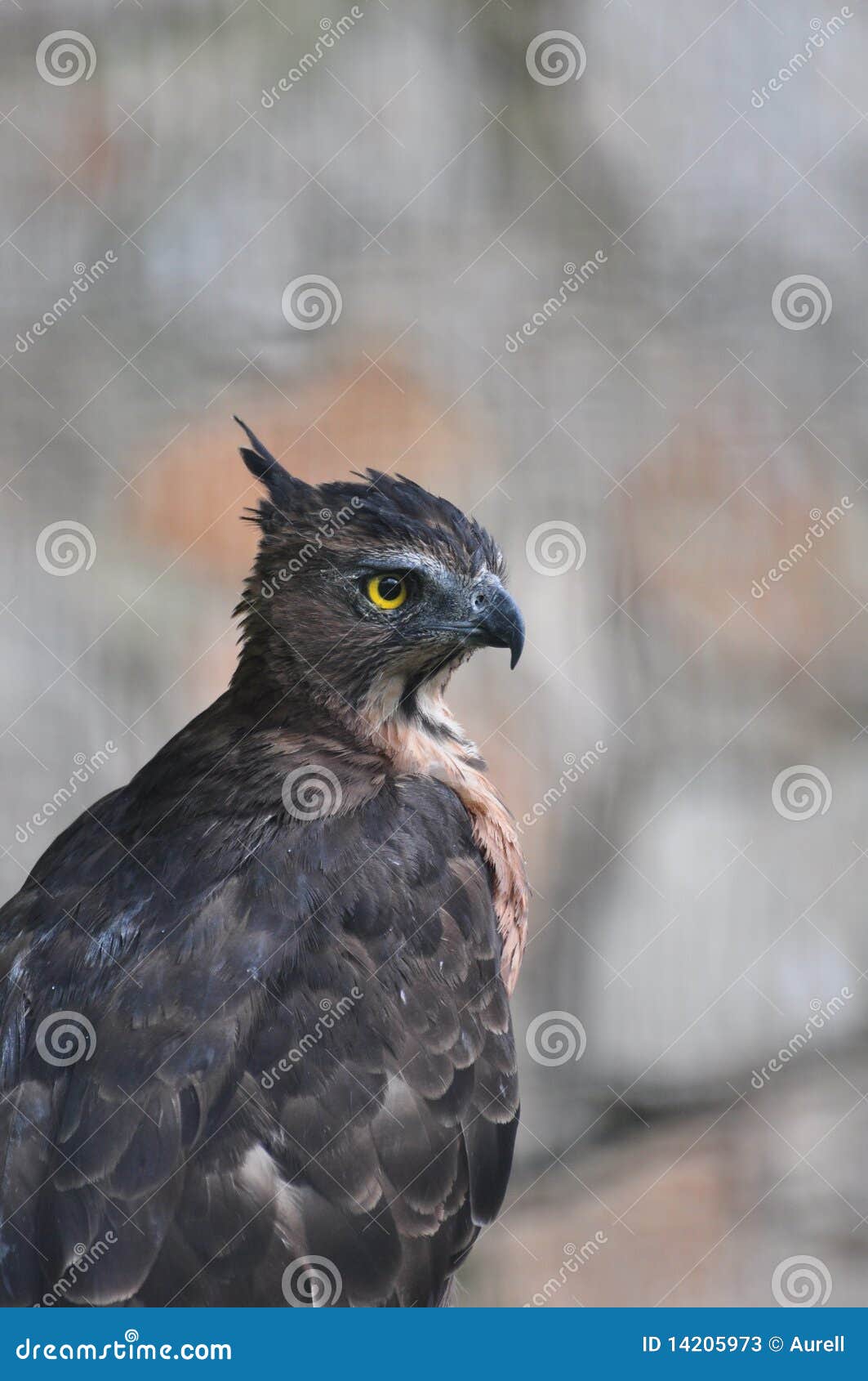 Indian black eagle stock image. Image of chocolate, black - 14205973