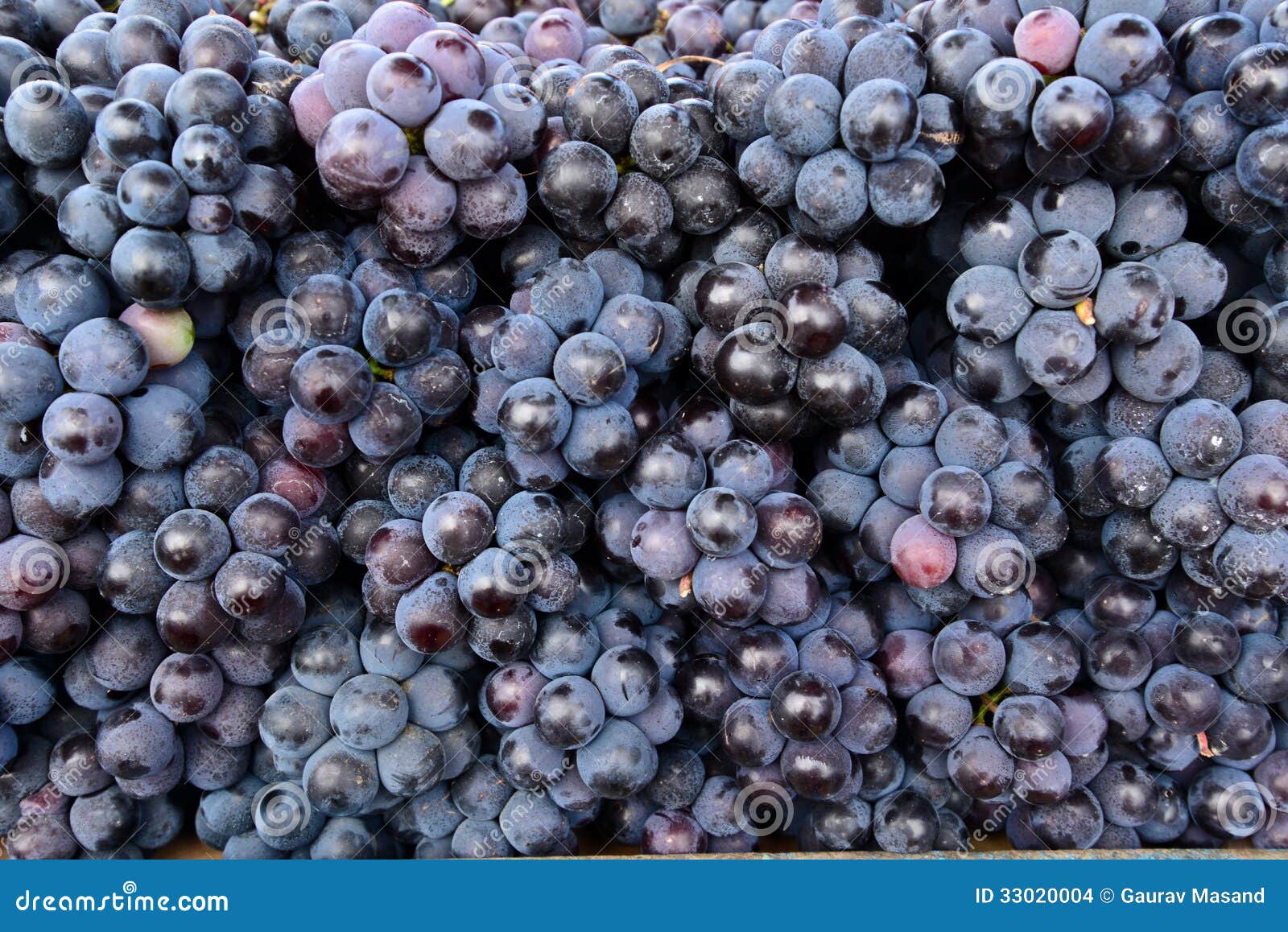 Black Grapes At Dawn Ready For Harvest Royalty-Free Stock Photography ...