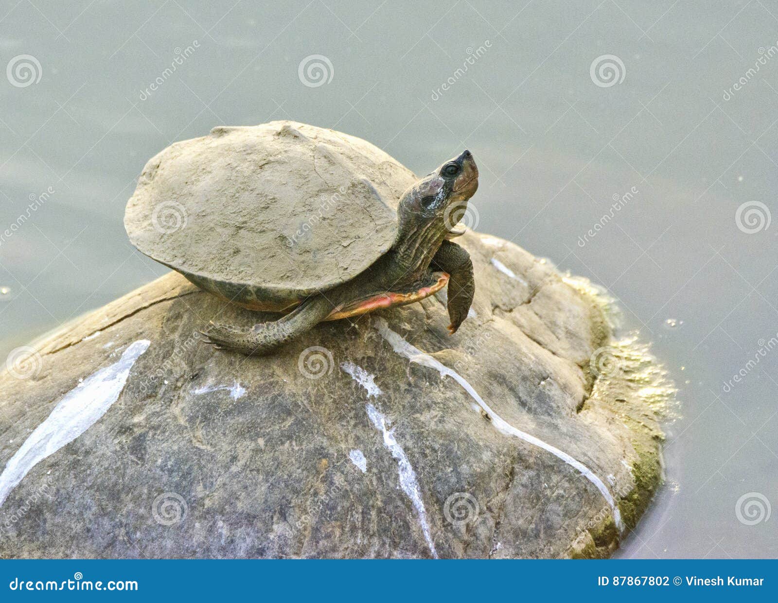 Indian Tent Turtle