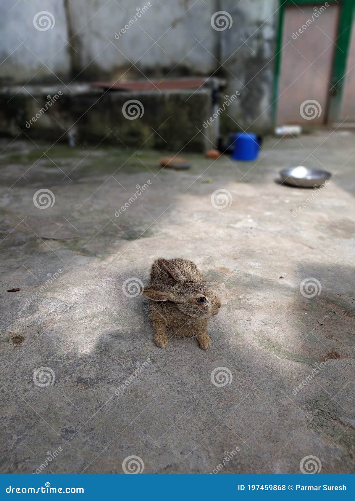 350 Indian Rabbit Photos - Free & Royalty-Free Stock Photos from Dreamstime