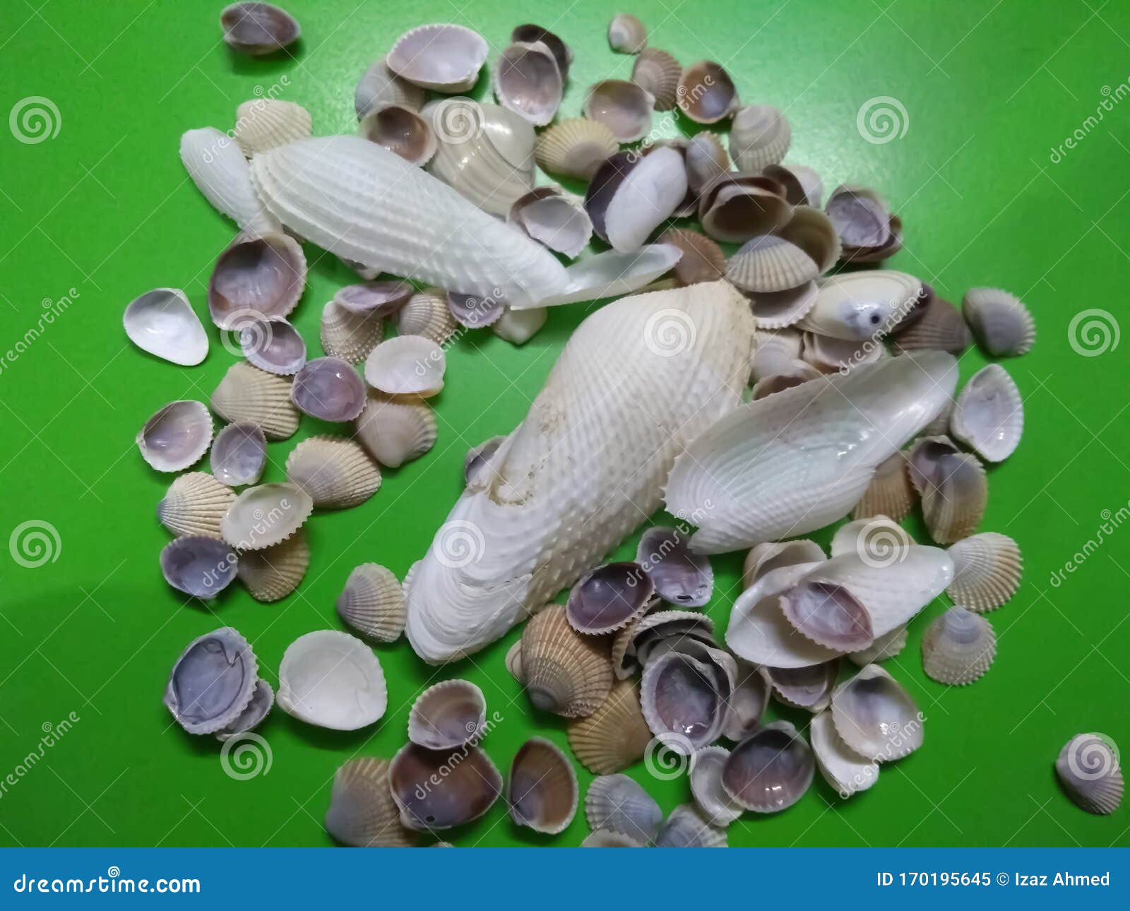 Indian Black and White Sea Shells Stock Image - Image of white, indian ...