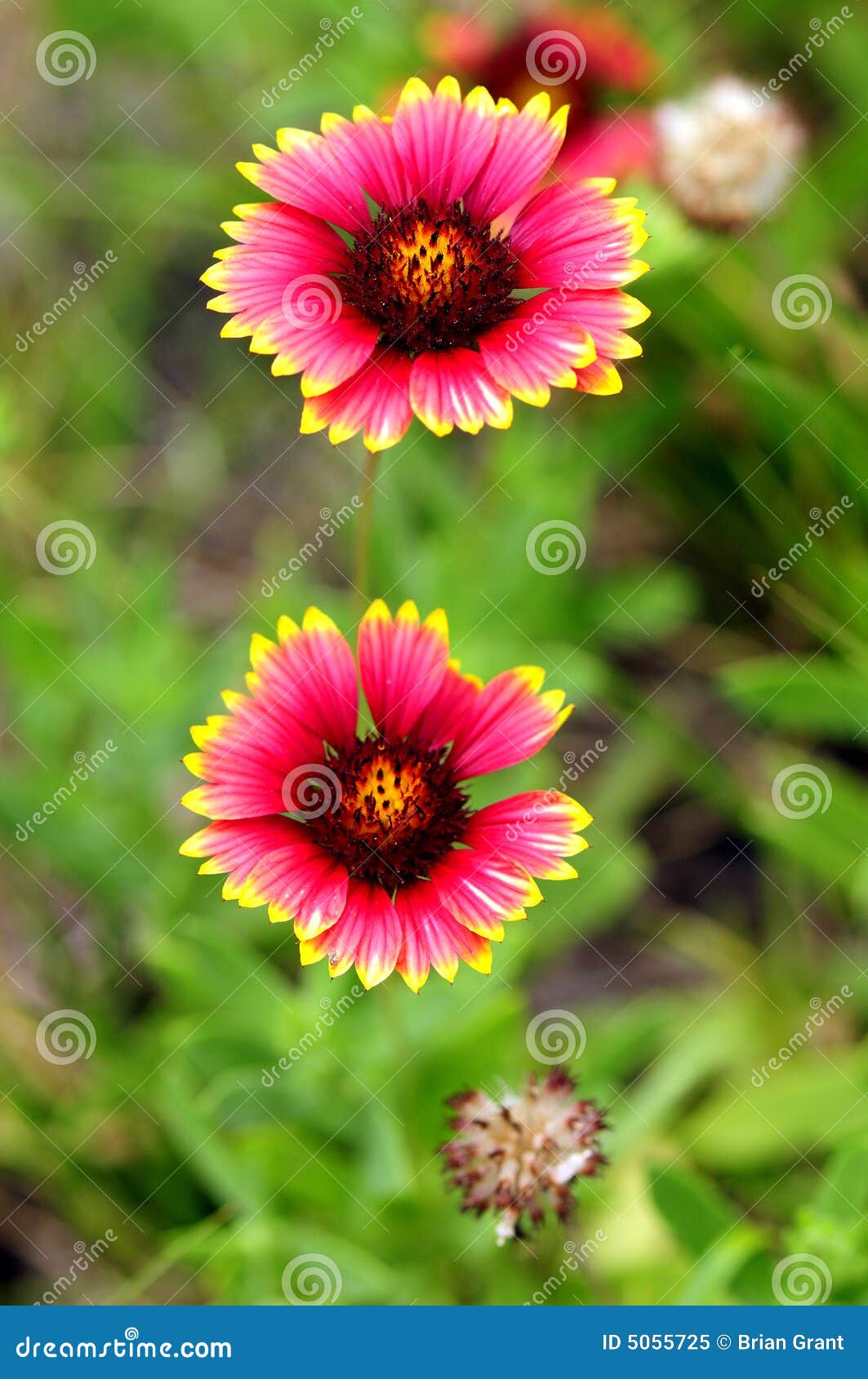Indian Blanket flowers stock image. Image of gaillardia - 5055725