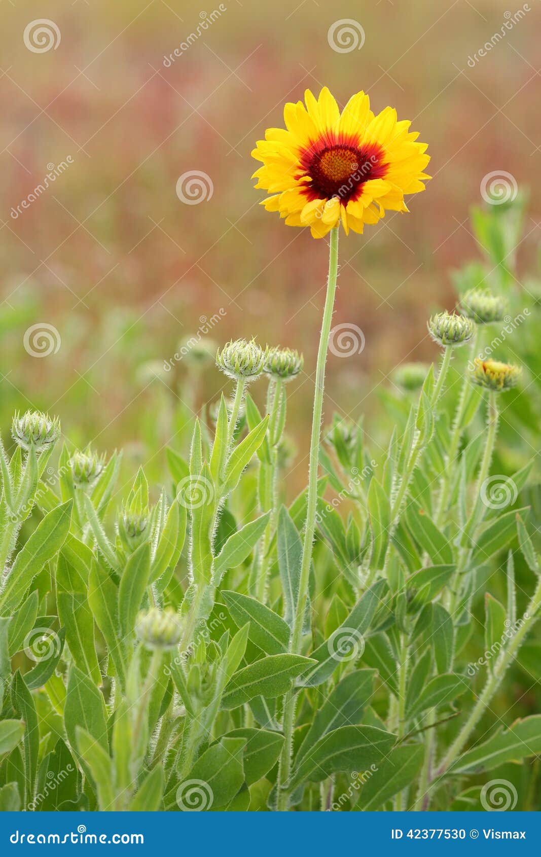 279 Sundance Blossom Stock Photos - Free & Royalty-Free Stock Photos ...