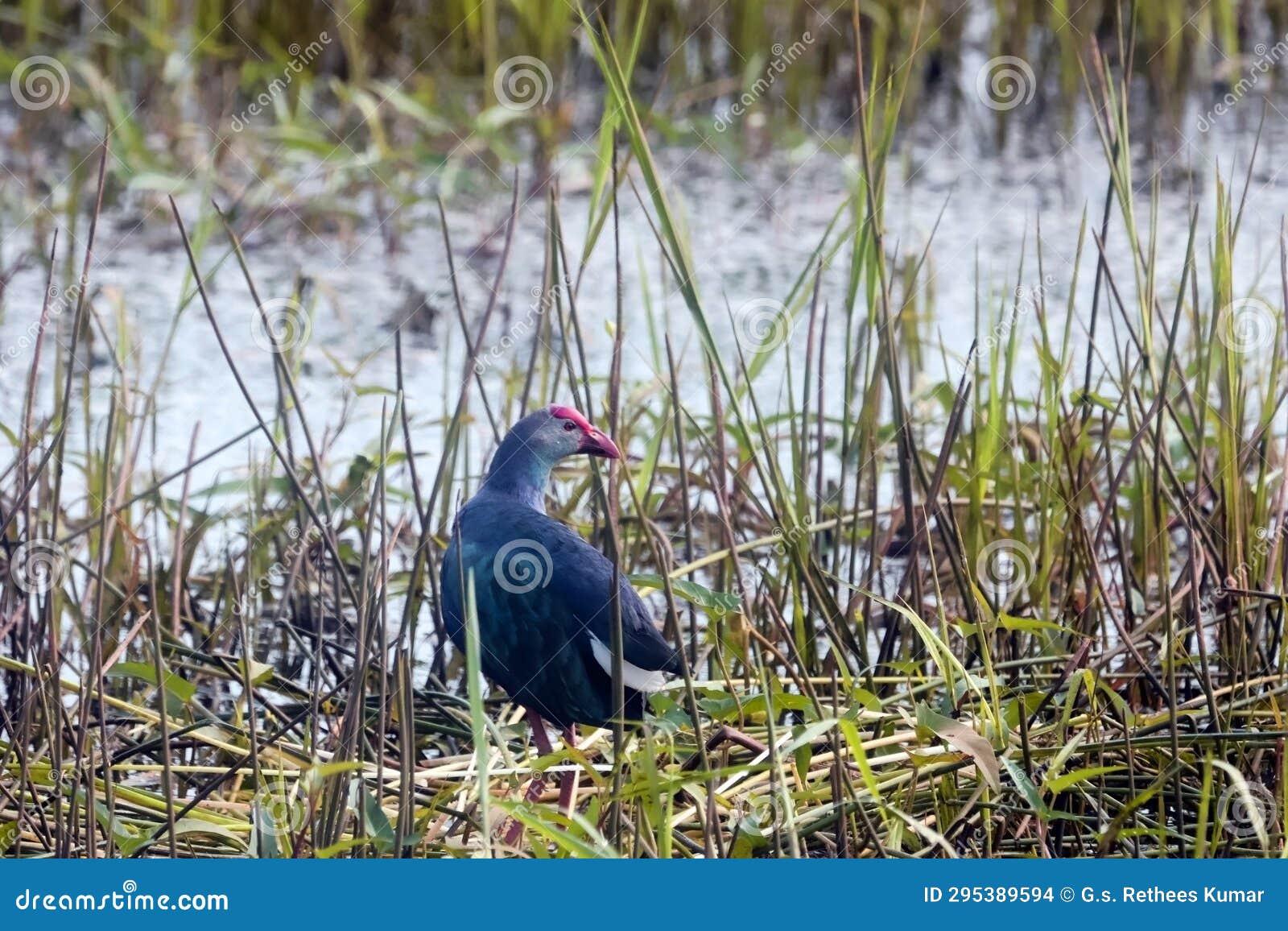 Indian Blue Hen stock photo. Image of animal, plant - 295389594