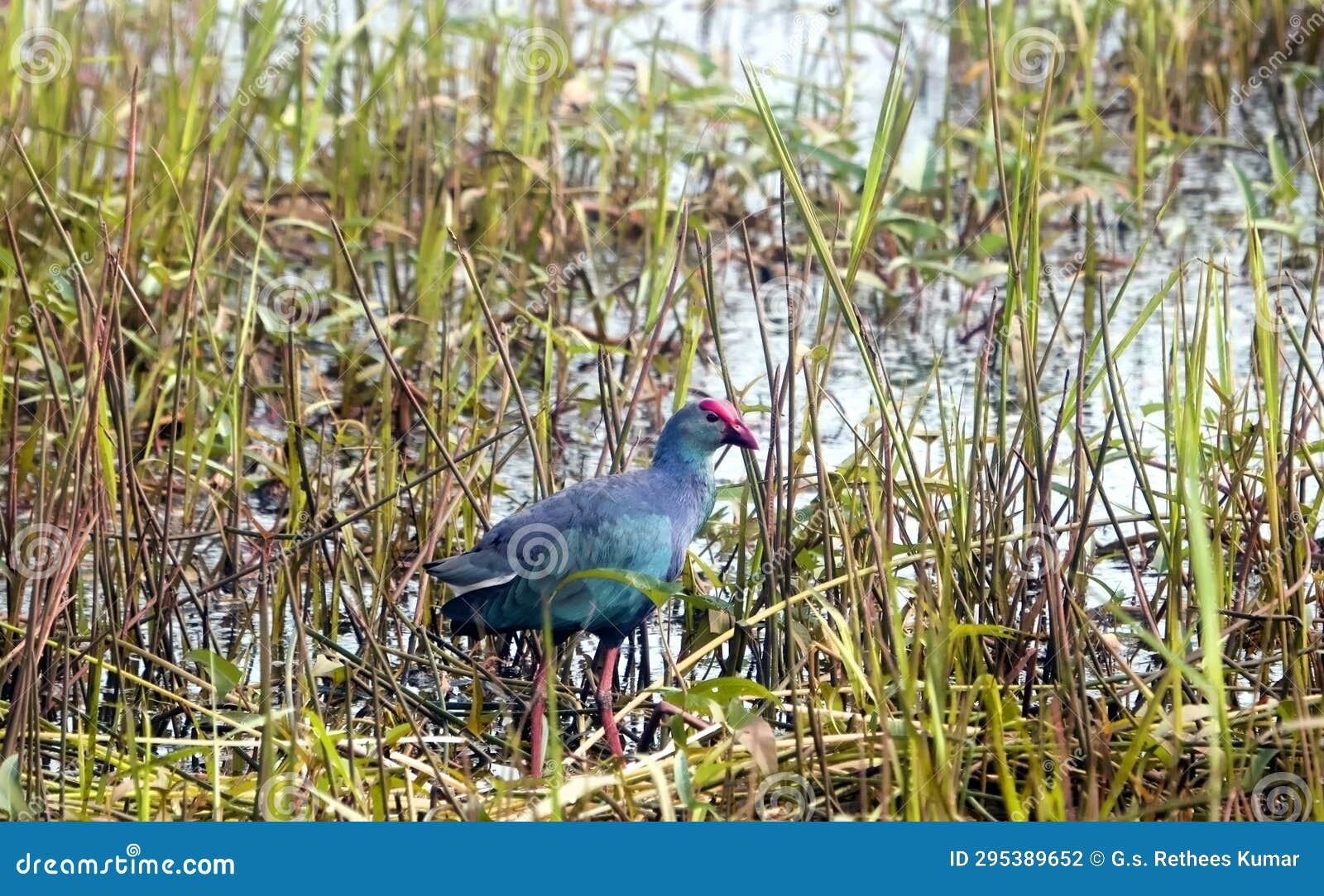 Indian Blue Hen stock photo. Image of nature, wetland - 295389652