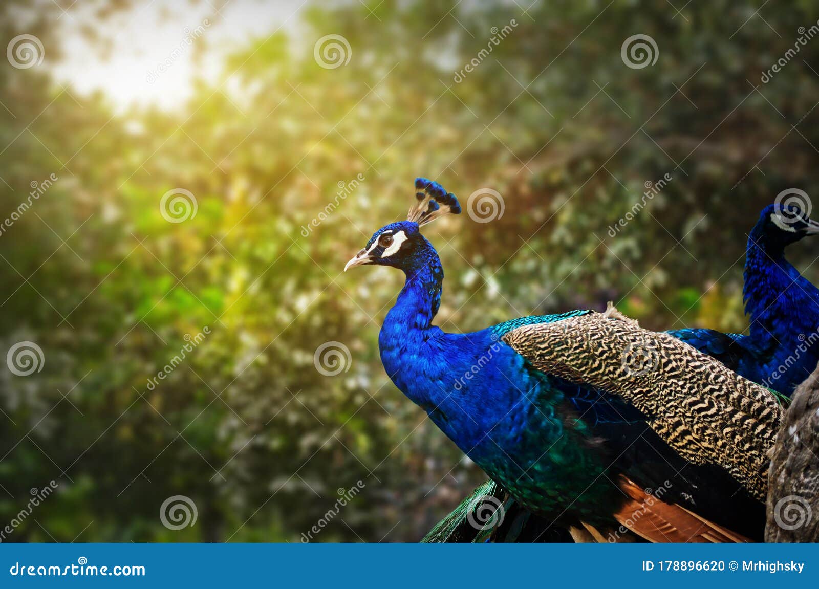 Indian Blue Peacock stock photo. Image of bird, nature - 178896620