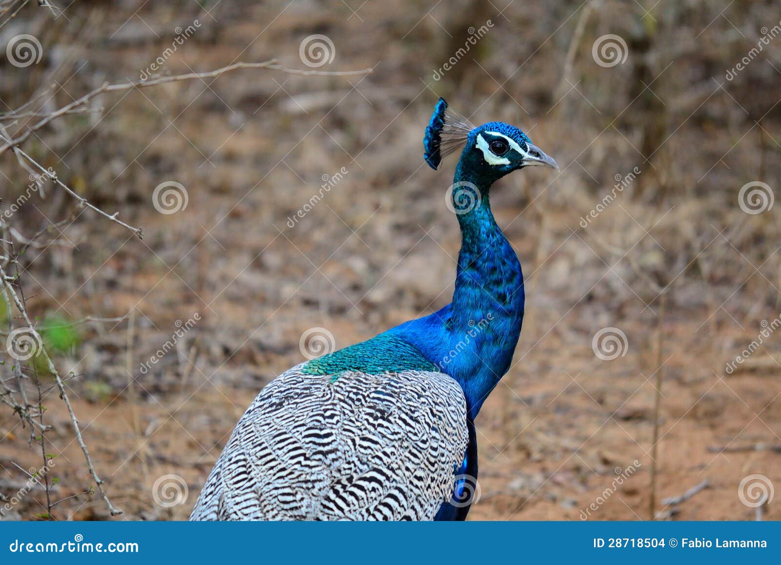 Indian Blue Peacock stock photo. Image of bird, indian - 28718504