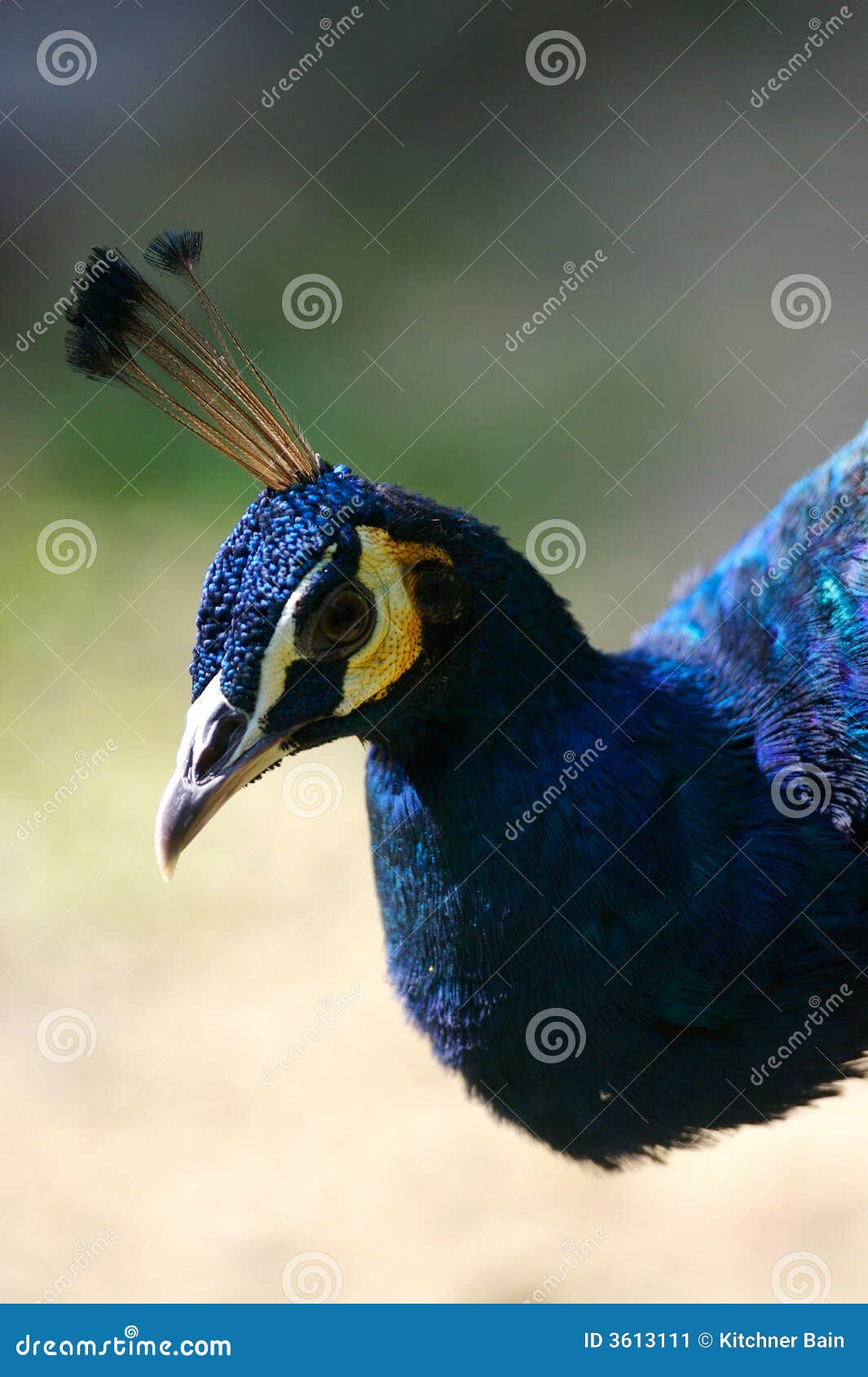 Indian Blue Peacock stock image. Image of close, blue - 3613111