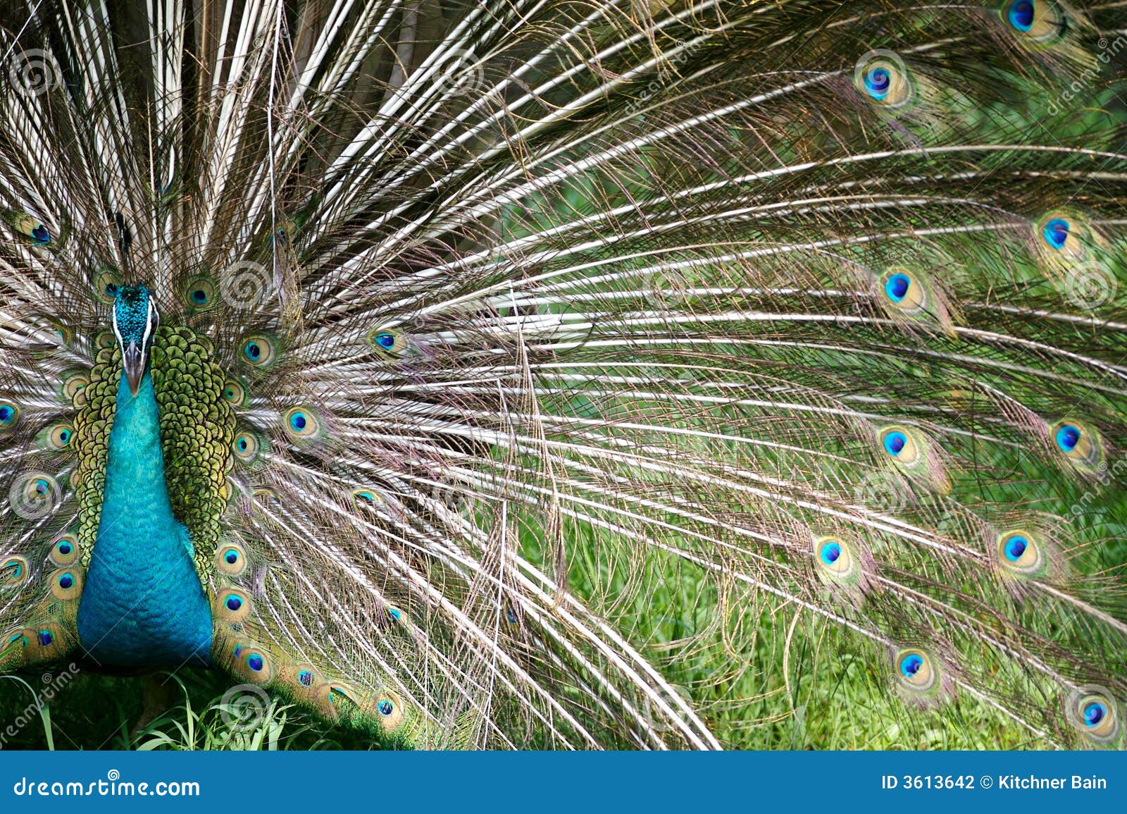 Indian Blue Peacock stock photo. Image of peacock, bird - 3613642