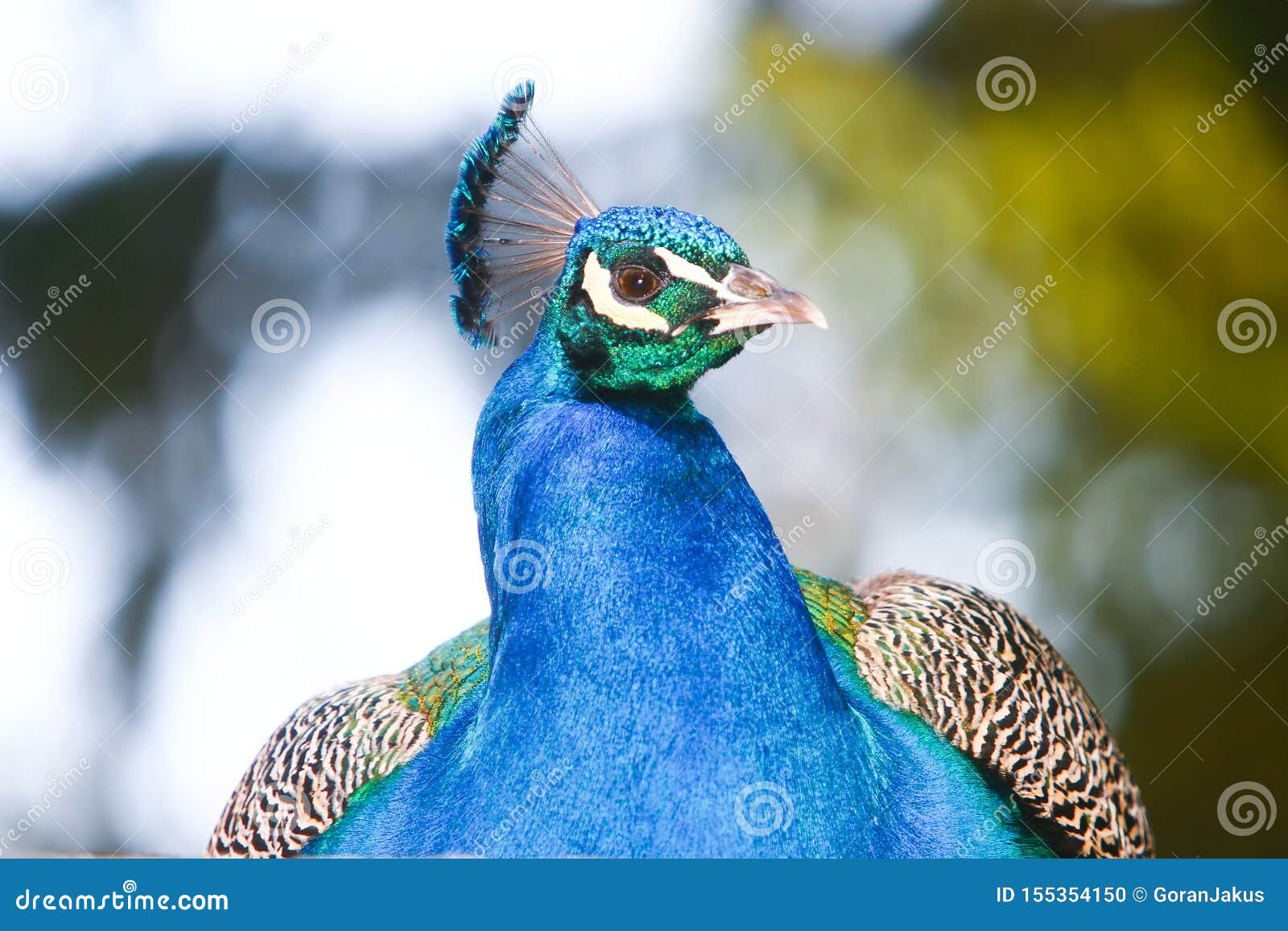 Indian blue peacock stock photo. Image of beak, feathers - 155354150