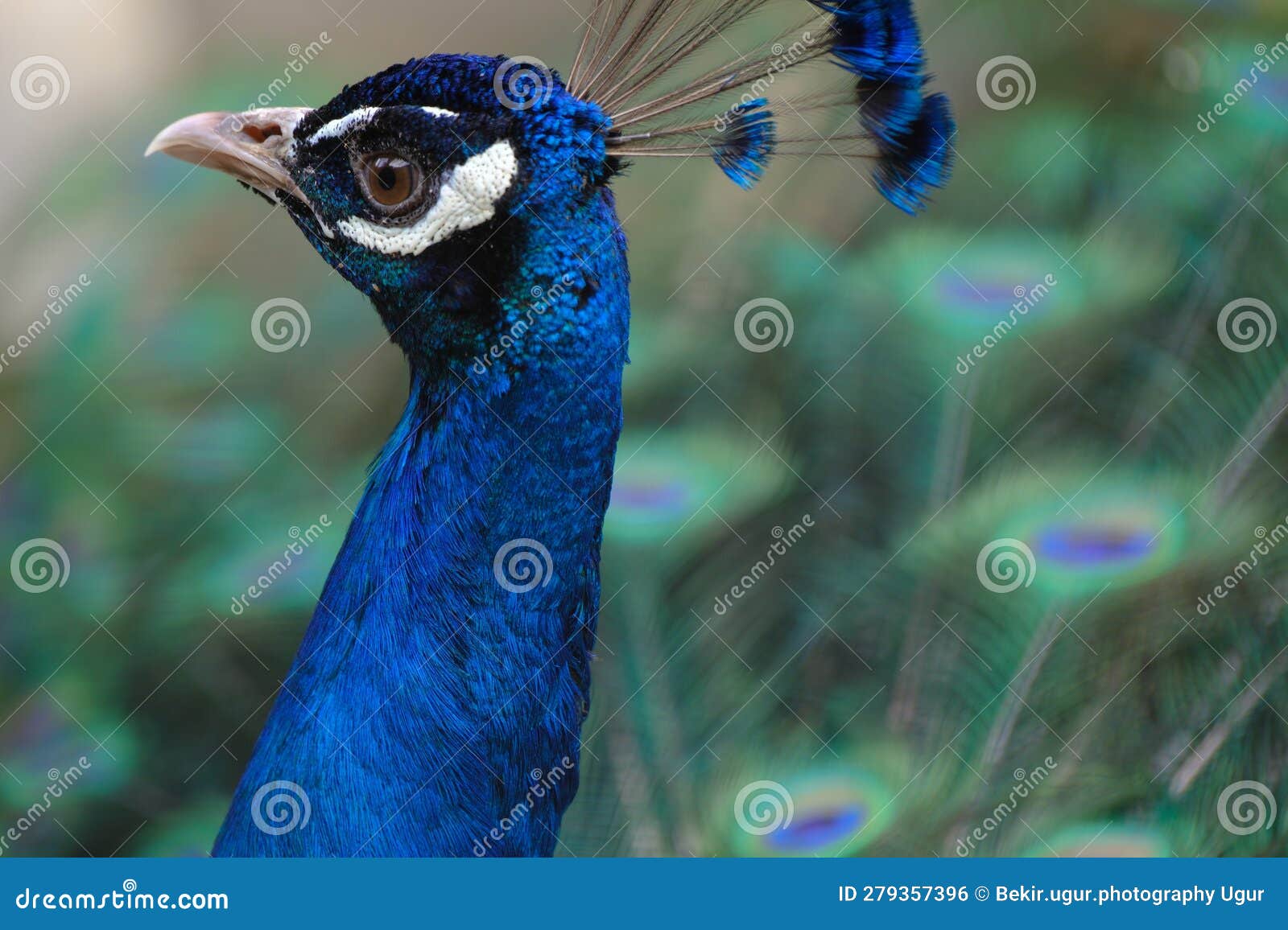 Indian Blue Peacock - Pavo Cristatus Stock Photo - Image of pheasant ...