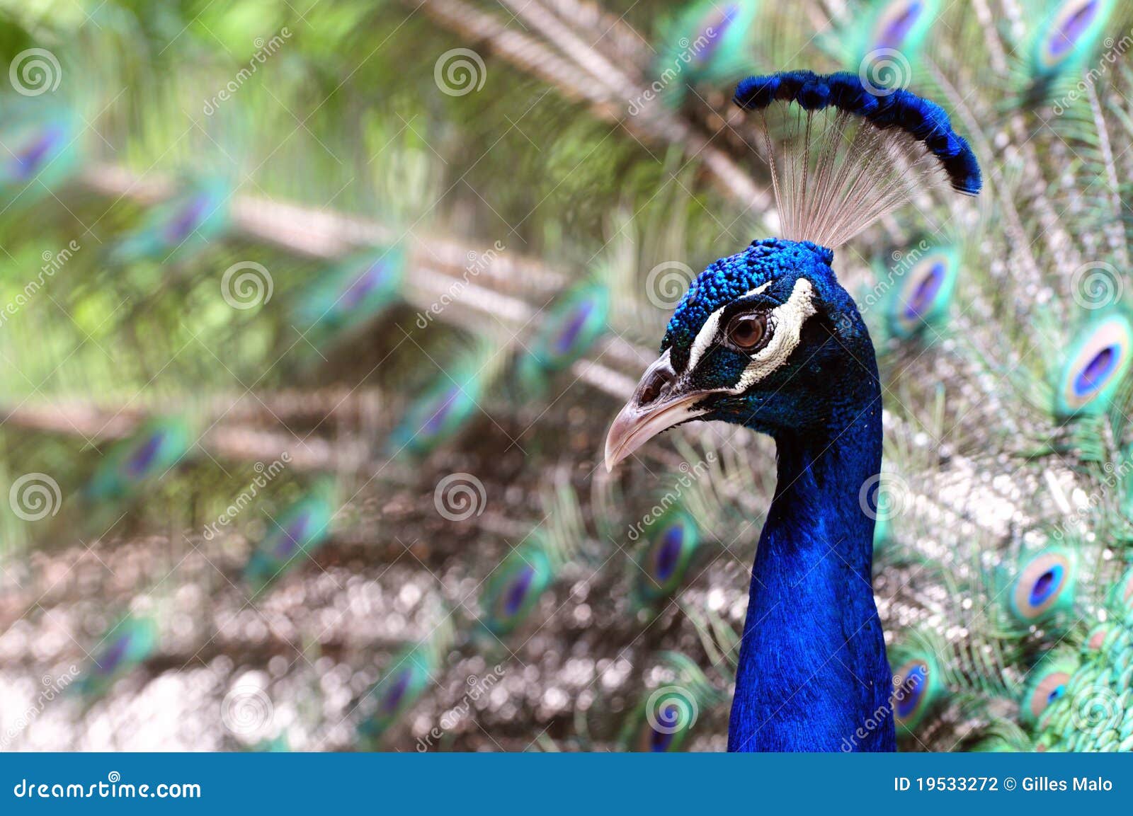 Indian Blue Peacock Portrait Stock Photo - Image of closeups, colours ...