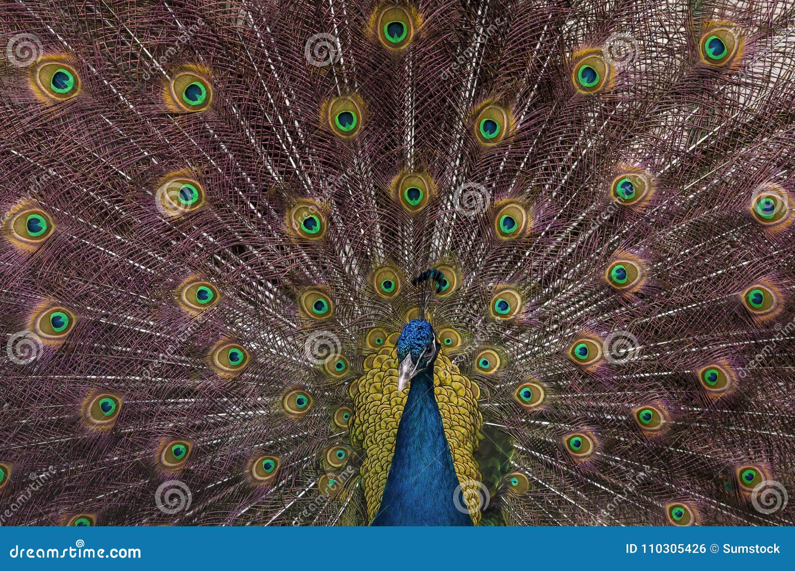 Indian Blue Peacock with Spread Feathers Stock Photo - Image of spread ...