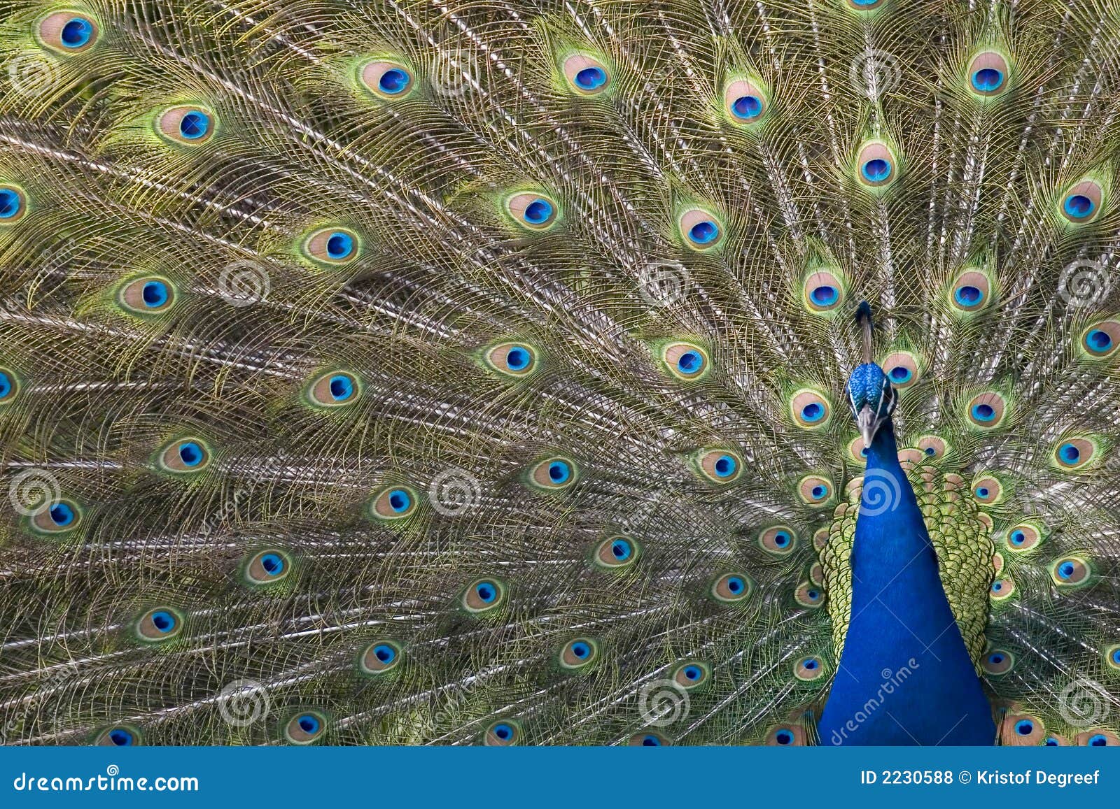 Indian or blue peafowl stock photo. Image of closeup, colorful - 2230588