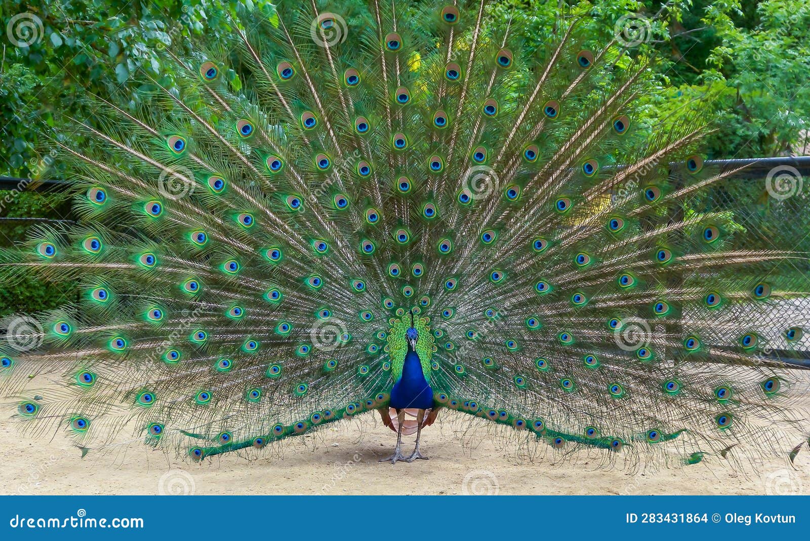 Indian Blue Peafowl (Pavo Cristatus Stock Photo - Image of peacock ...