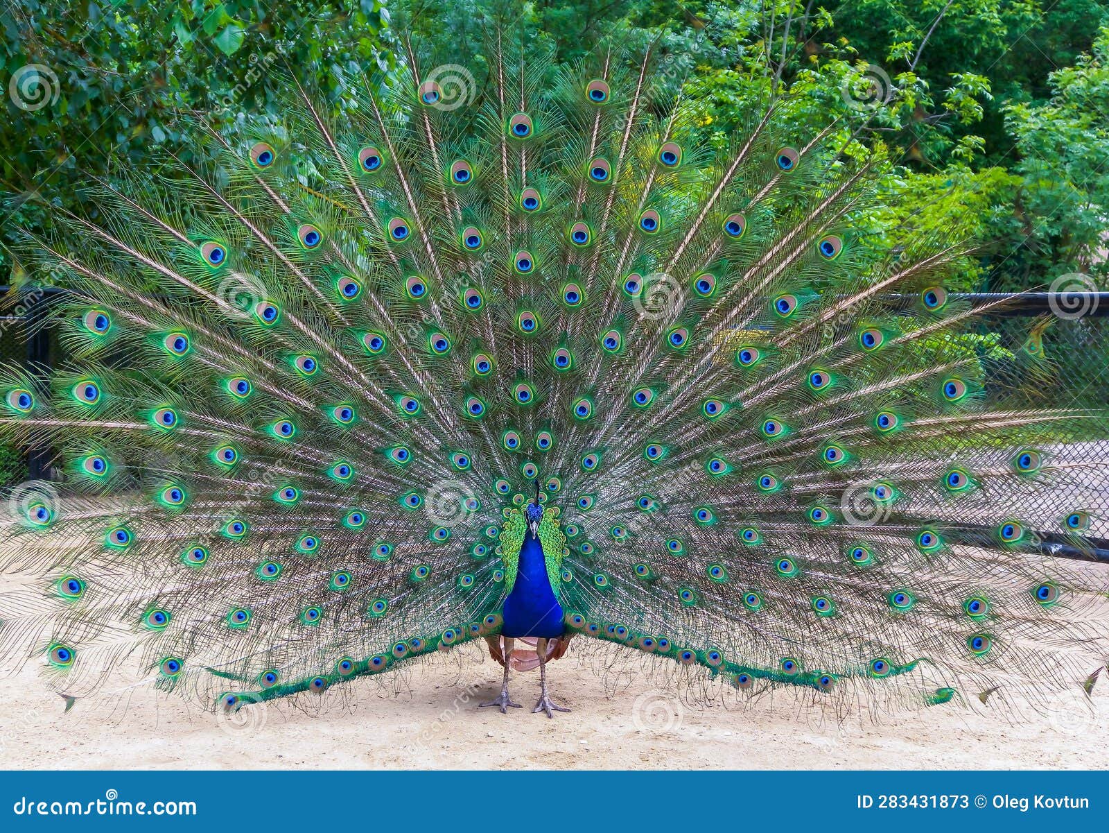 Indian Blue Peafowl (Pavo Cristatus Stock Image - Image of feathers ...