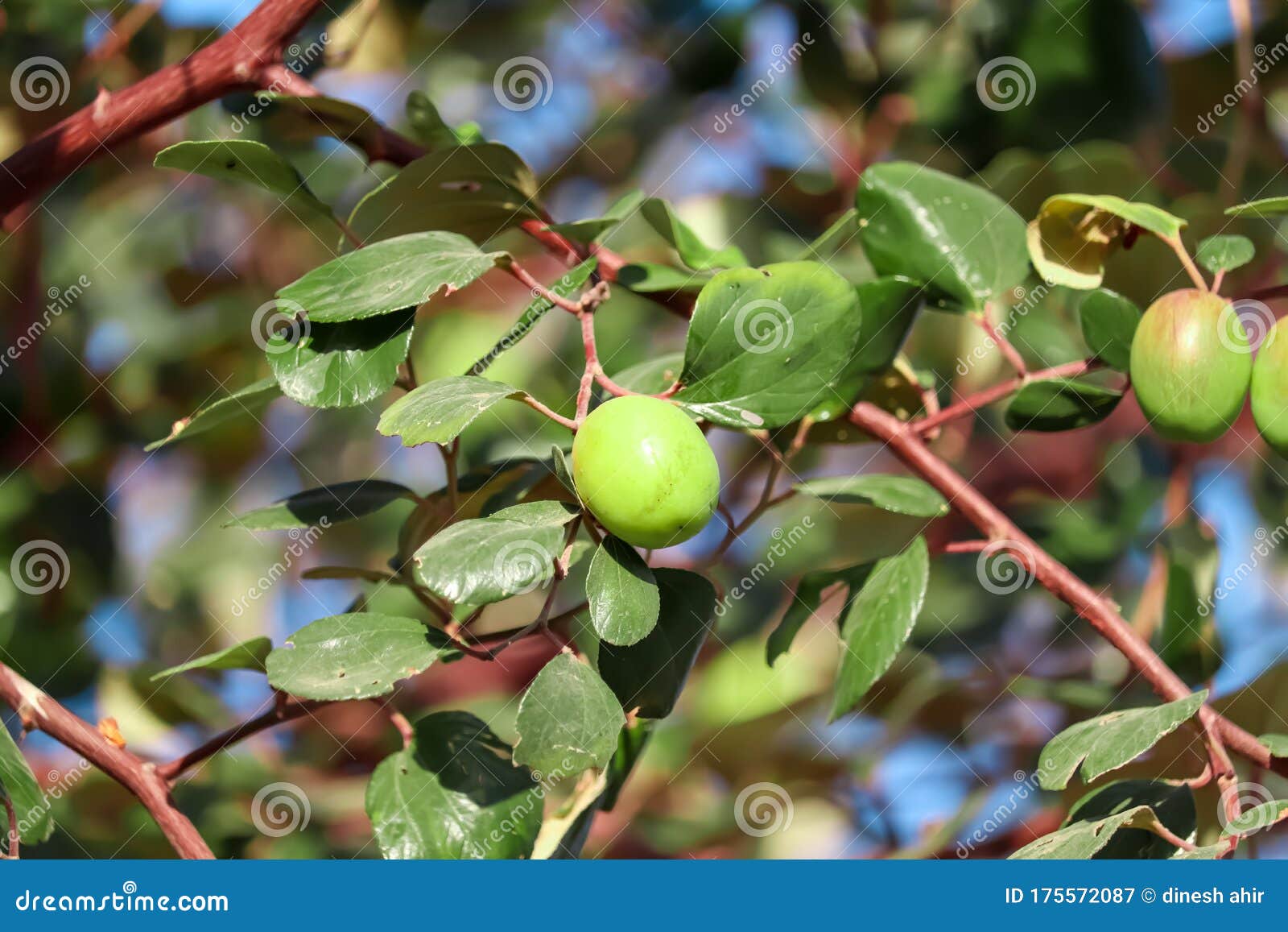 ,Indian Bor Fruit,green Jujube Fruit on the Jujube Tree in the Garden ...