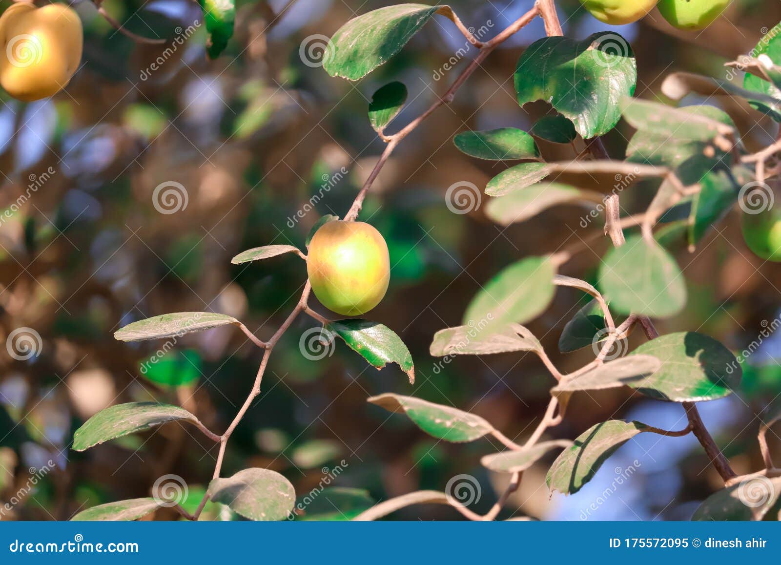 ,Indian Bor Fruit,green Jujube Fruit on the Jujube Tree in the Garden ...