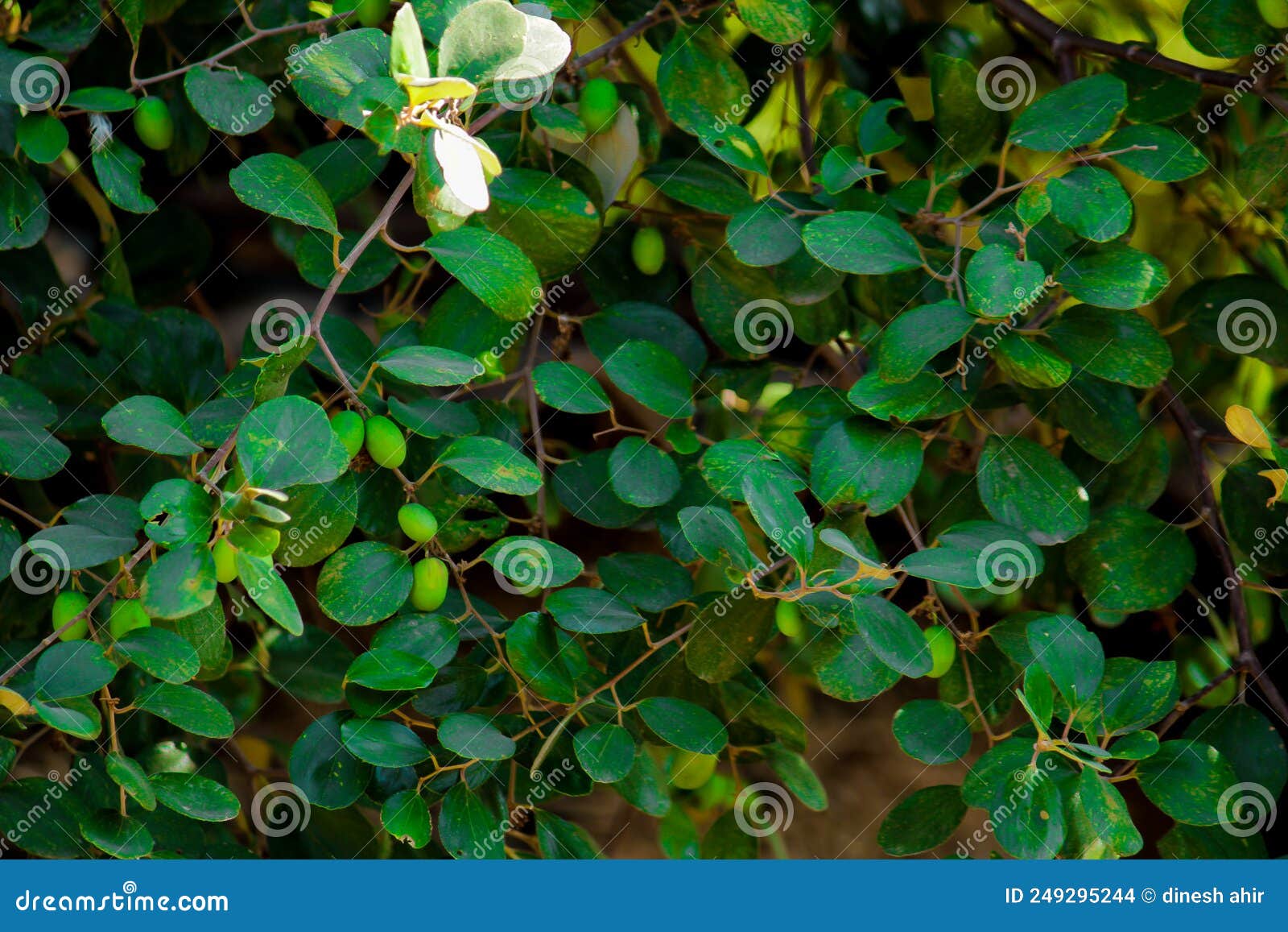 Indian Bor Fruit,green Jujube Fruit on the Jujube Tree in the Garden ...