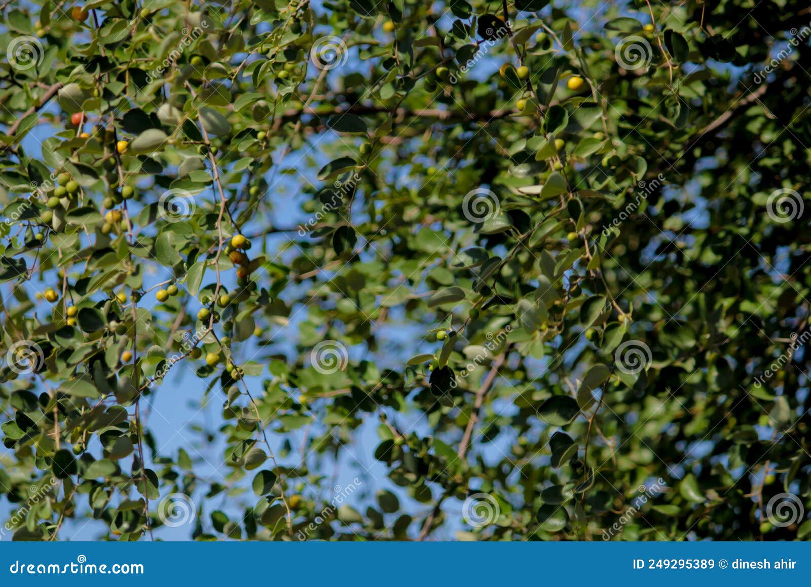 Indian Bor Fruit,green Jujube Fruit on the Jujube Tree in the Garden ...